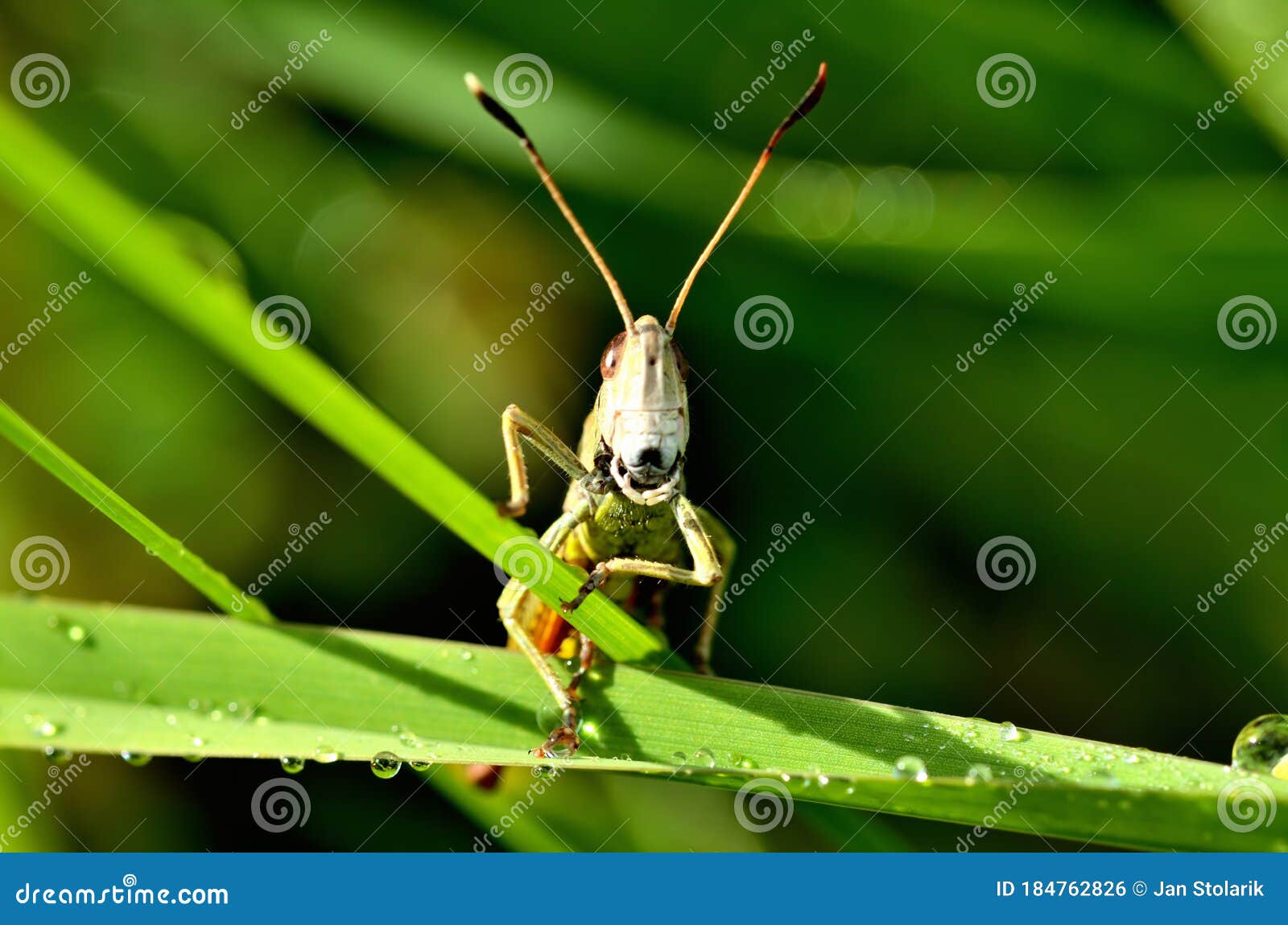 Grasshopper - Locust Sitting on Blade of Grass. Front View. Macro ...