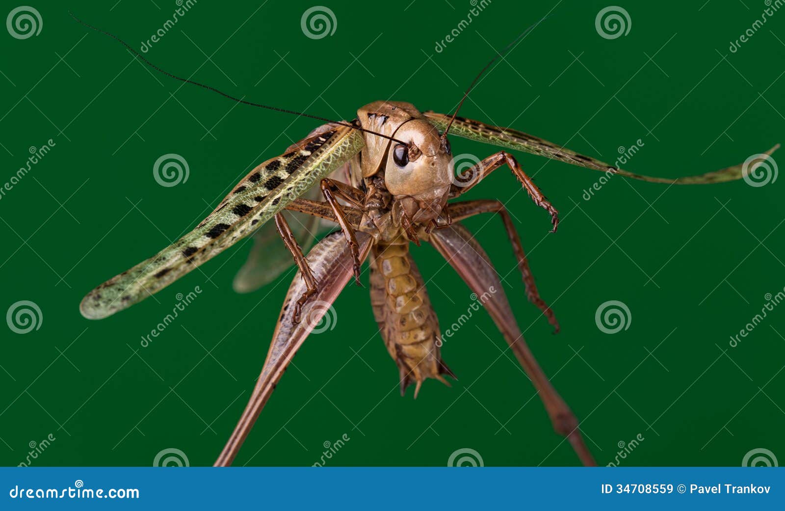 Grasshopper stock image. Image of yellow, adult, antenna - 34708559