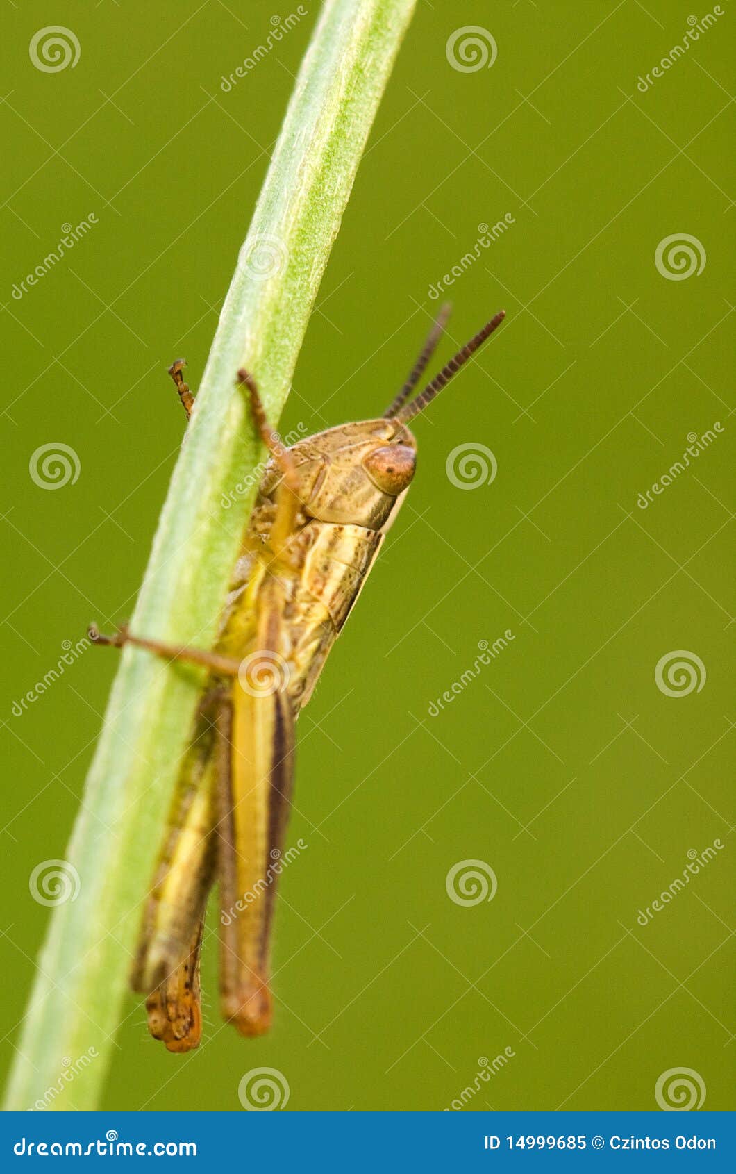 Grasshopper look stock image. Image of nature, insect - 14999685