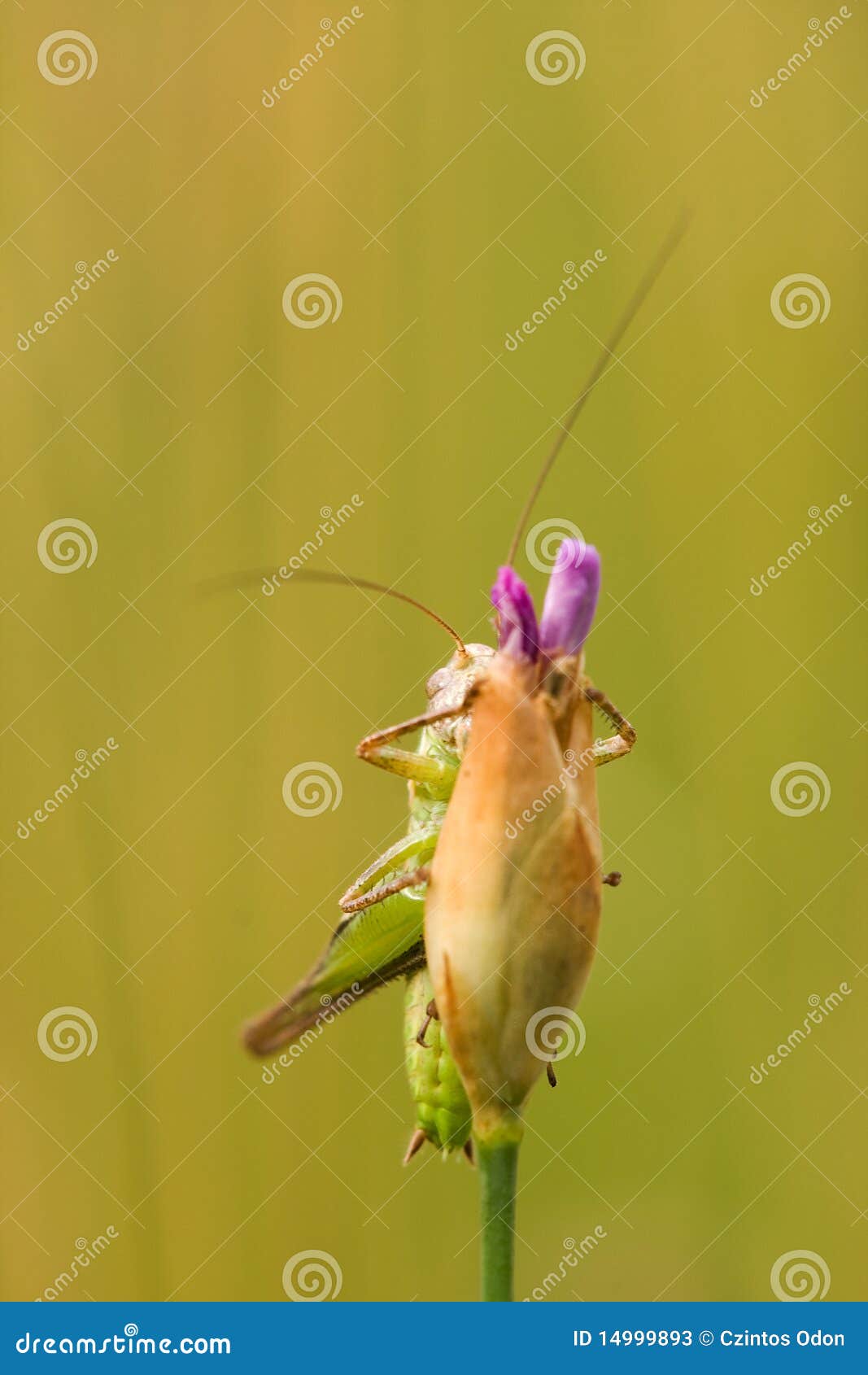 Grasshopper look stock image. Image of flies, detail - 14999893