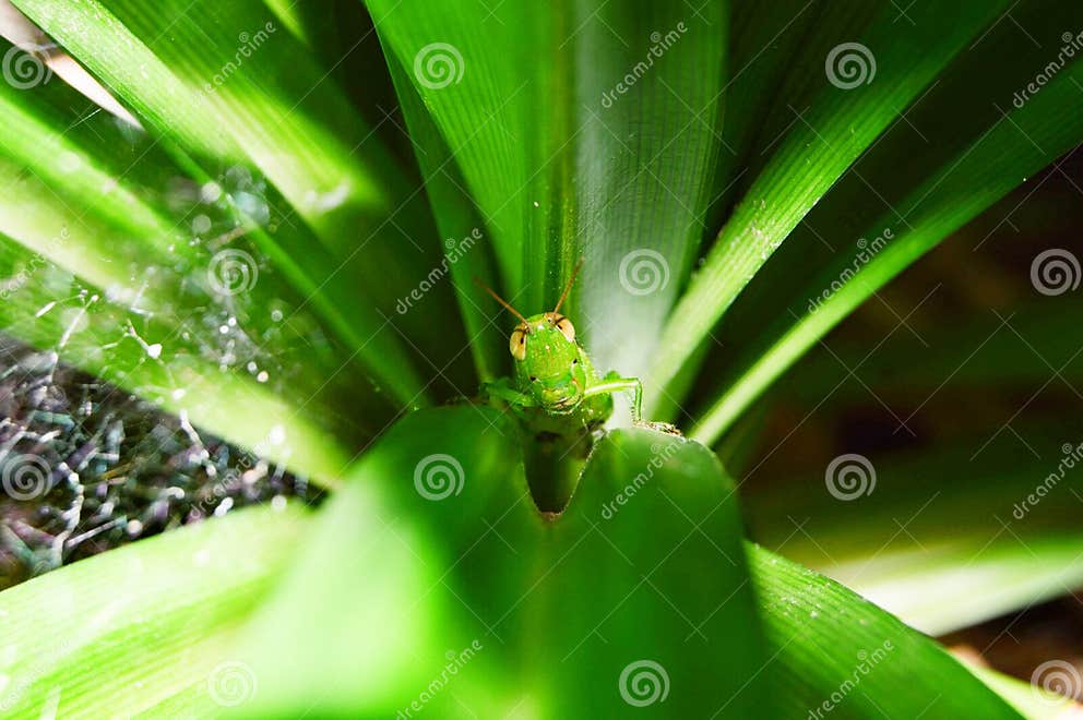 The Grasshopper Looked Angry when I Approached it Stock Photo - Image ...