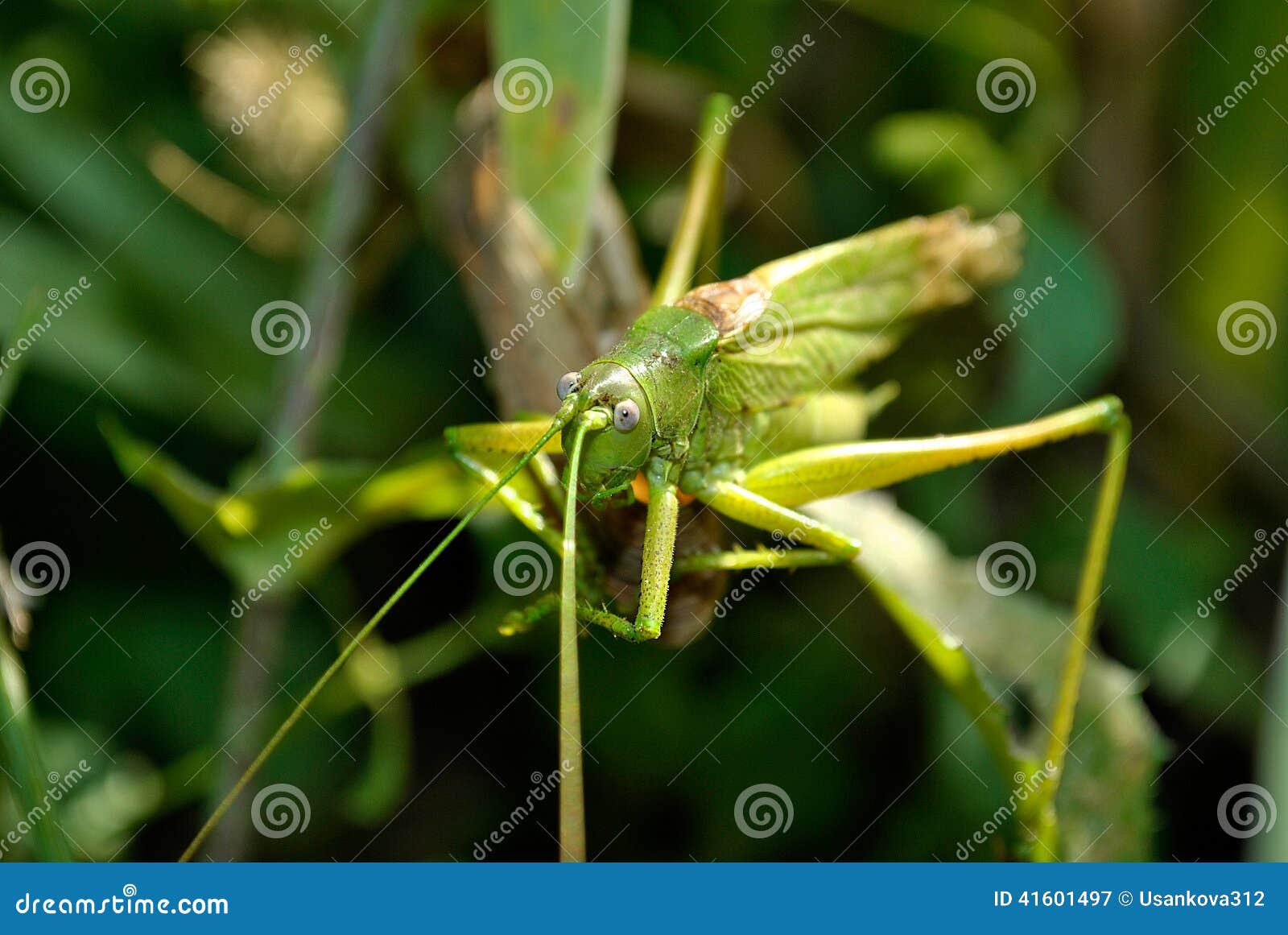 Grasshopper Looks into the Frame Stock Image - Image of jump, fauna ...