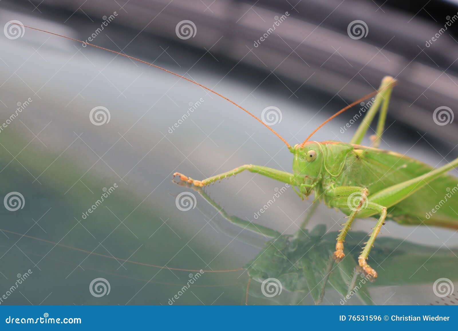 Grasshopper stock photo. Image of eyes, green, looks - 76531596