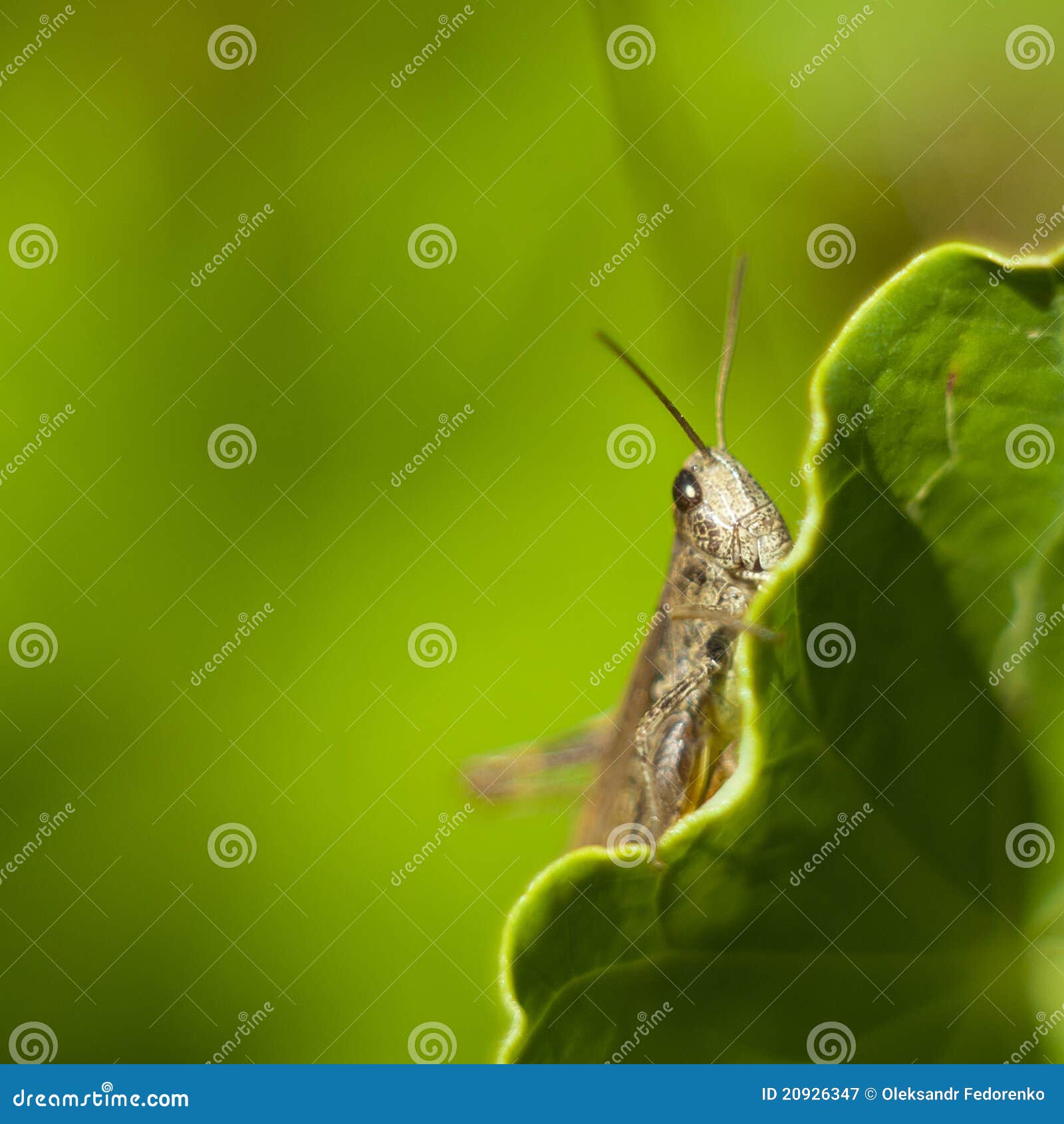 The grasshopper looks out stock image. Image of background - 20926347