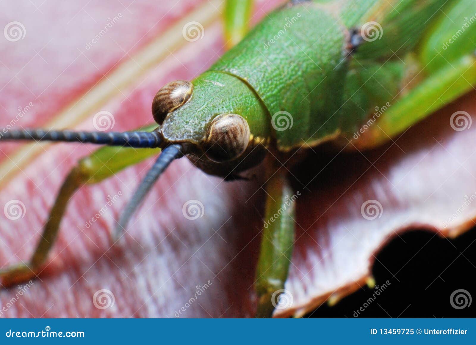 Grasshopper Macro stock image. Image of harvest, calm - 13459725