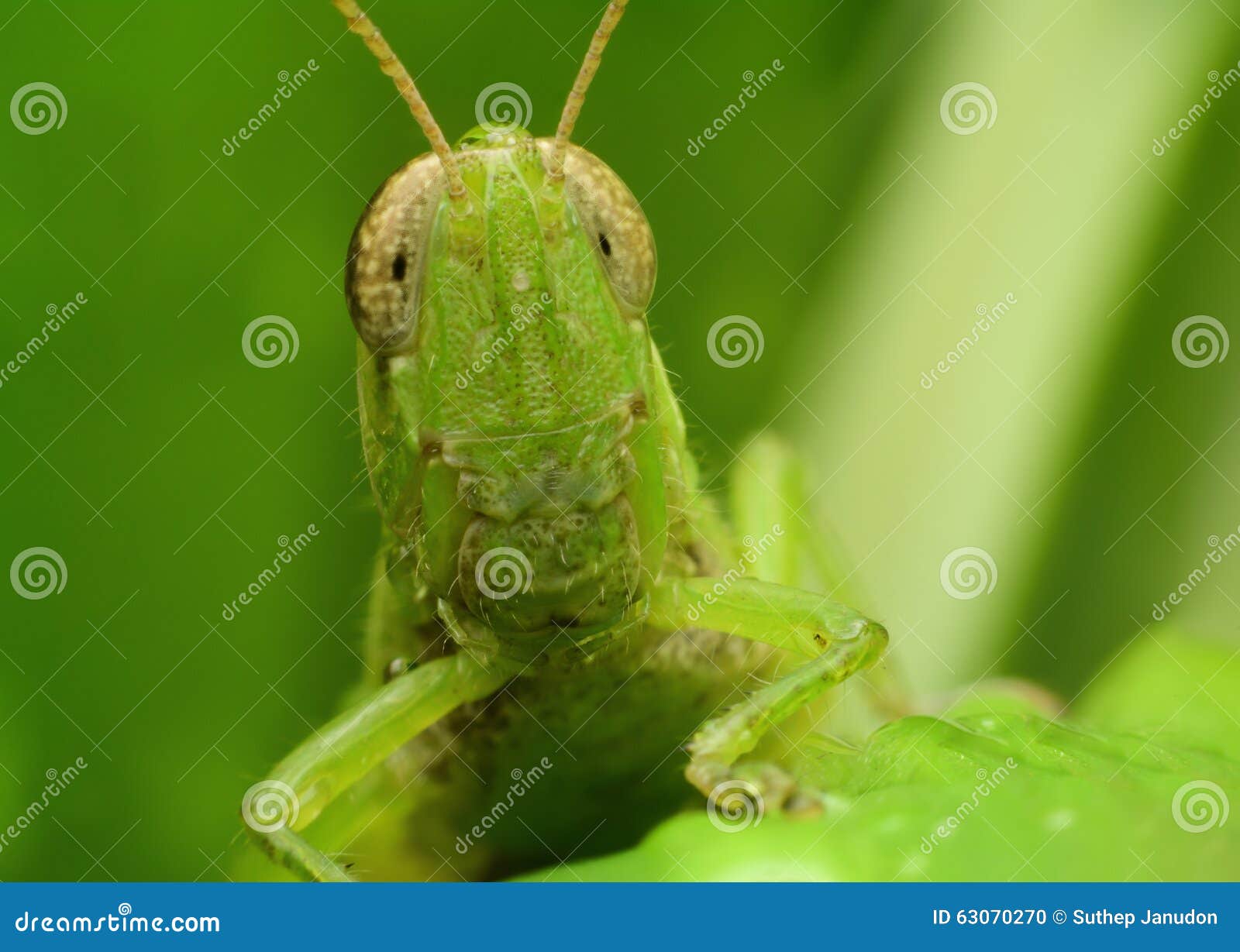 Grasshopper Macro Close-up Head Shot Stock Photo - Image of shot ...