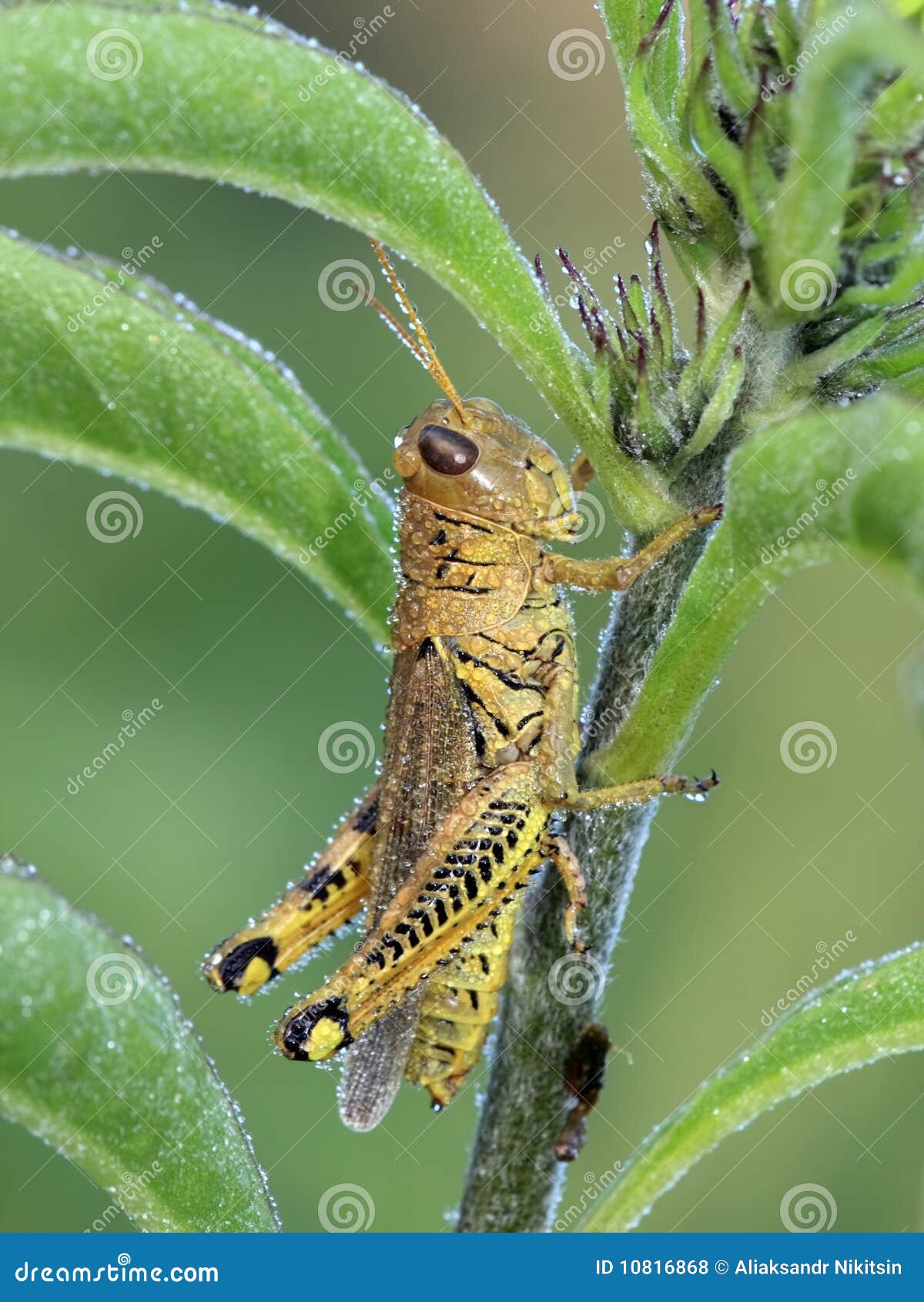 Grasshopper Macro with Dew on the Plant Stock Photo - Image of wildlife ...