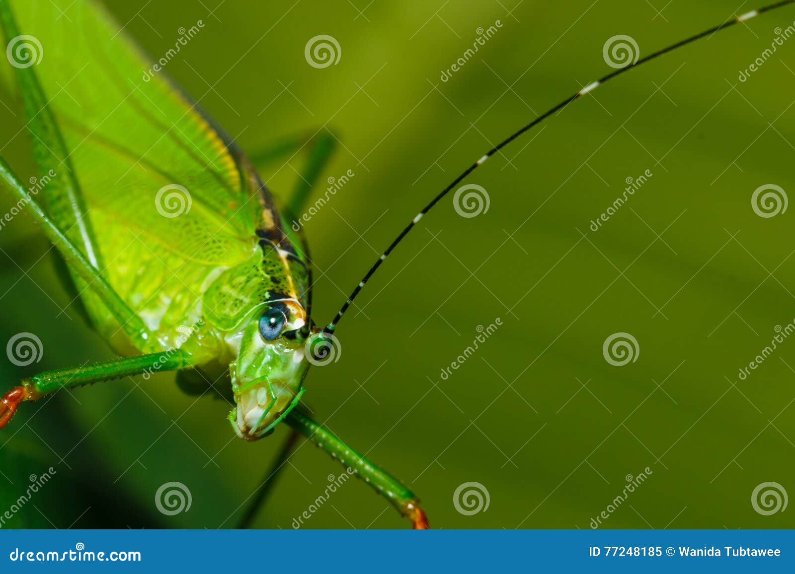 Grasshopper Macro , Grasshopper. Stock Image - Image of arthropod ...