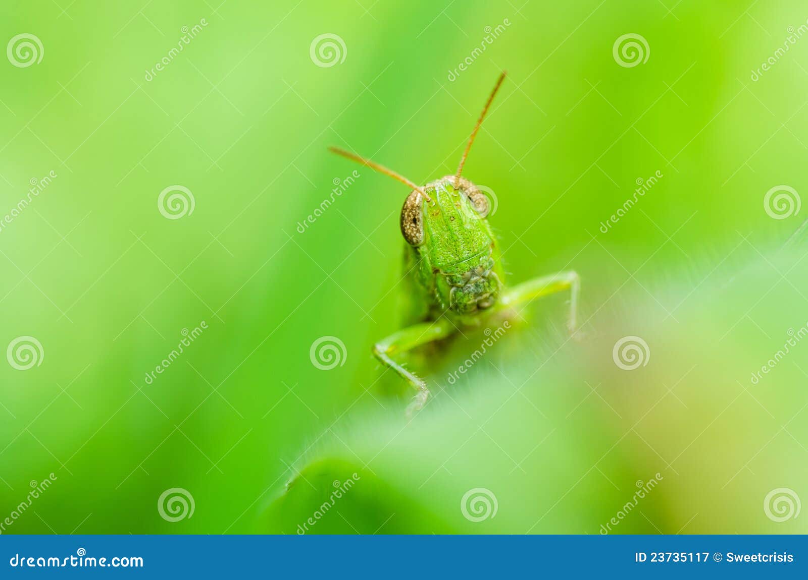 Grasshopper Macro in Green Nature Stock Image - Image of details, color ...