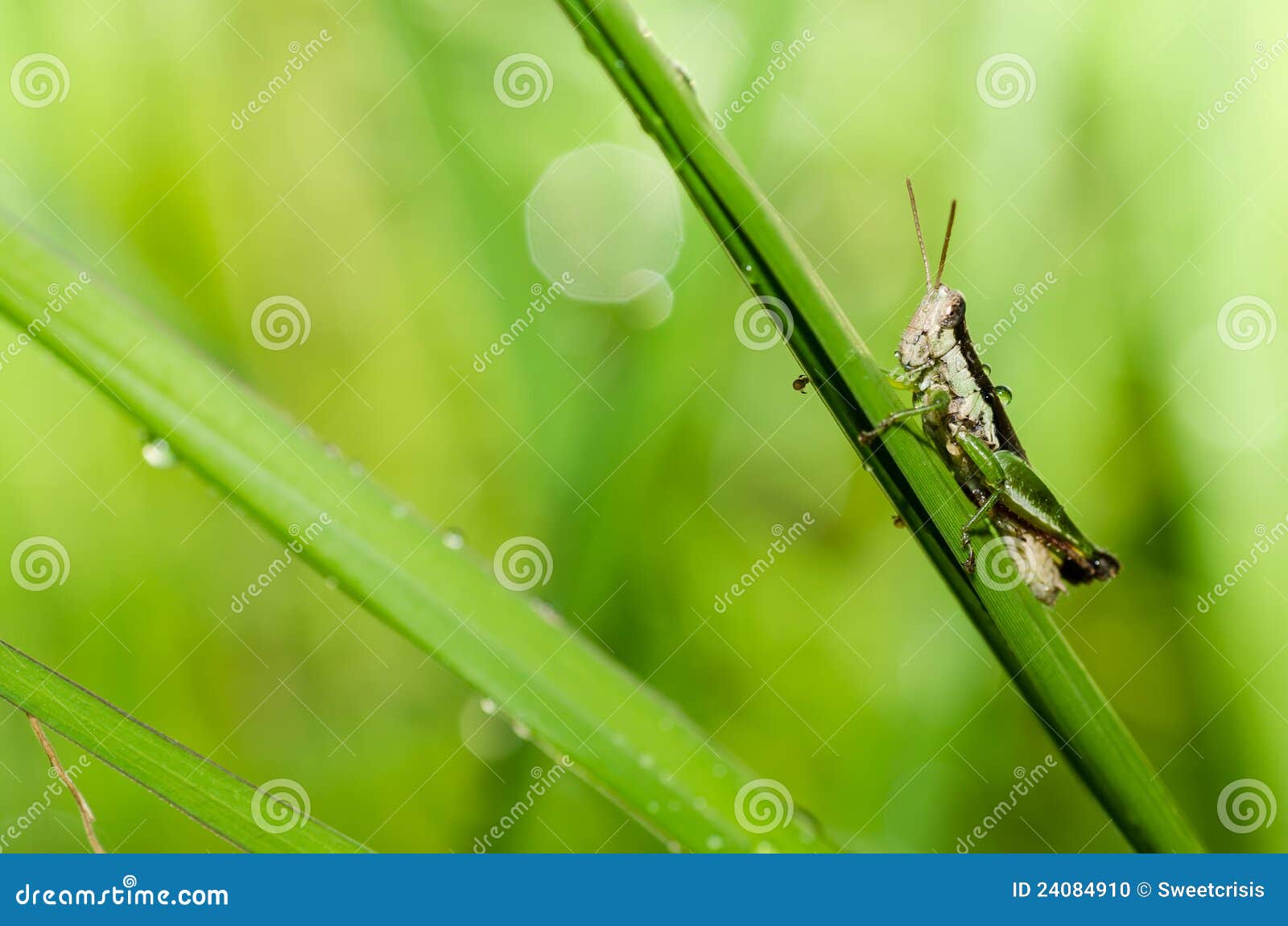Grasshopper Macro in Green Nature Stock Photo - Image of leaf, foot ...