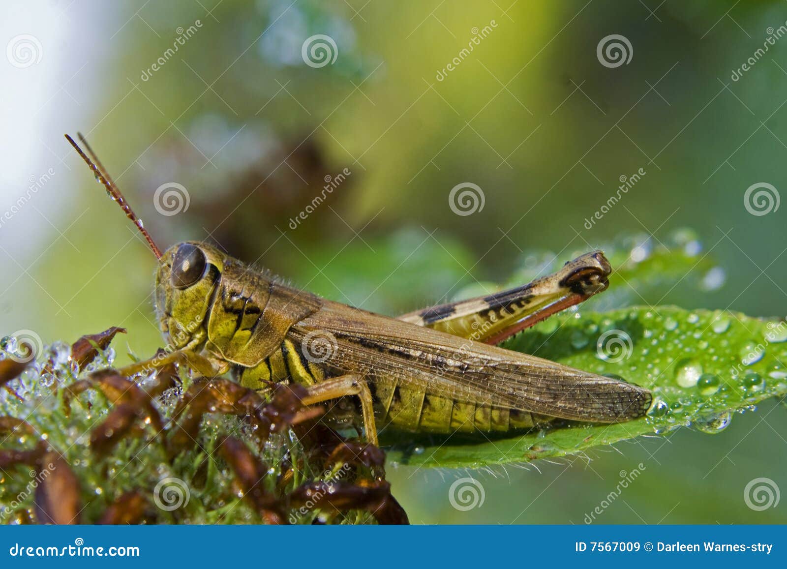 Grasshopper Macro in Morning Stock Image - Image of macro, sitting: 7567009
