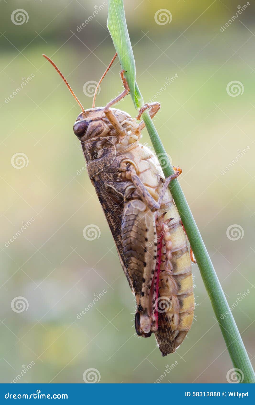 Grasshopper stock photo. Image of hopper, locust, brown - 58313880