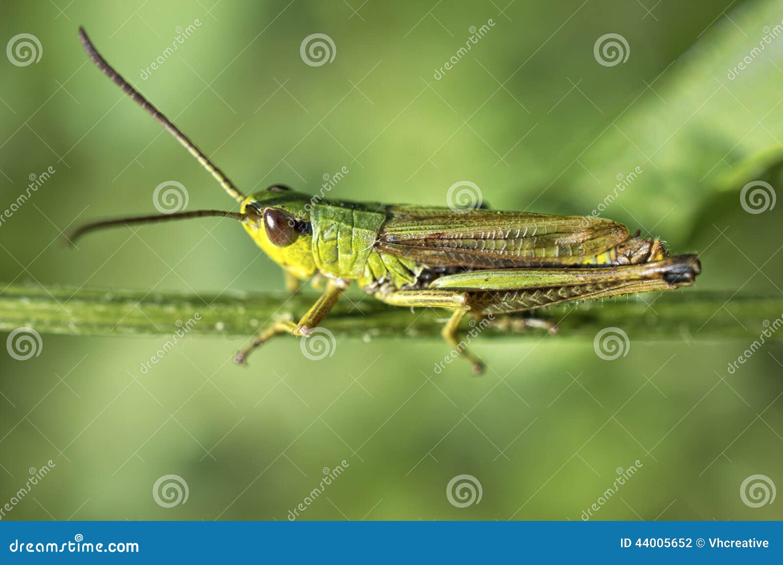 Grasshopper stock photo. Image of grass, grasshopper - 44005652