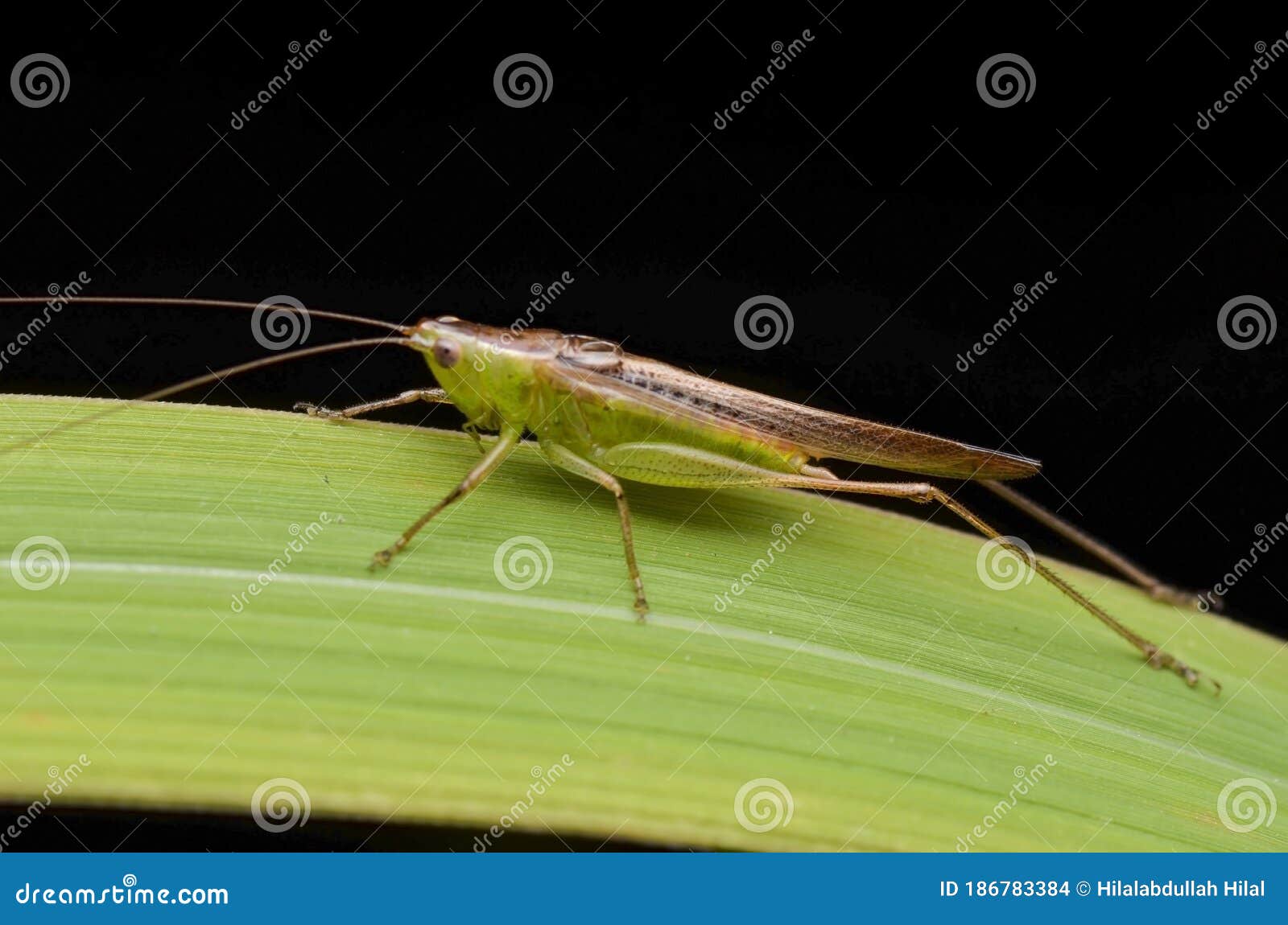Grasshopper stock photo. Image of food, crop, garden - 186783384