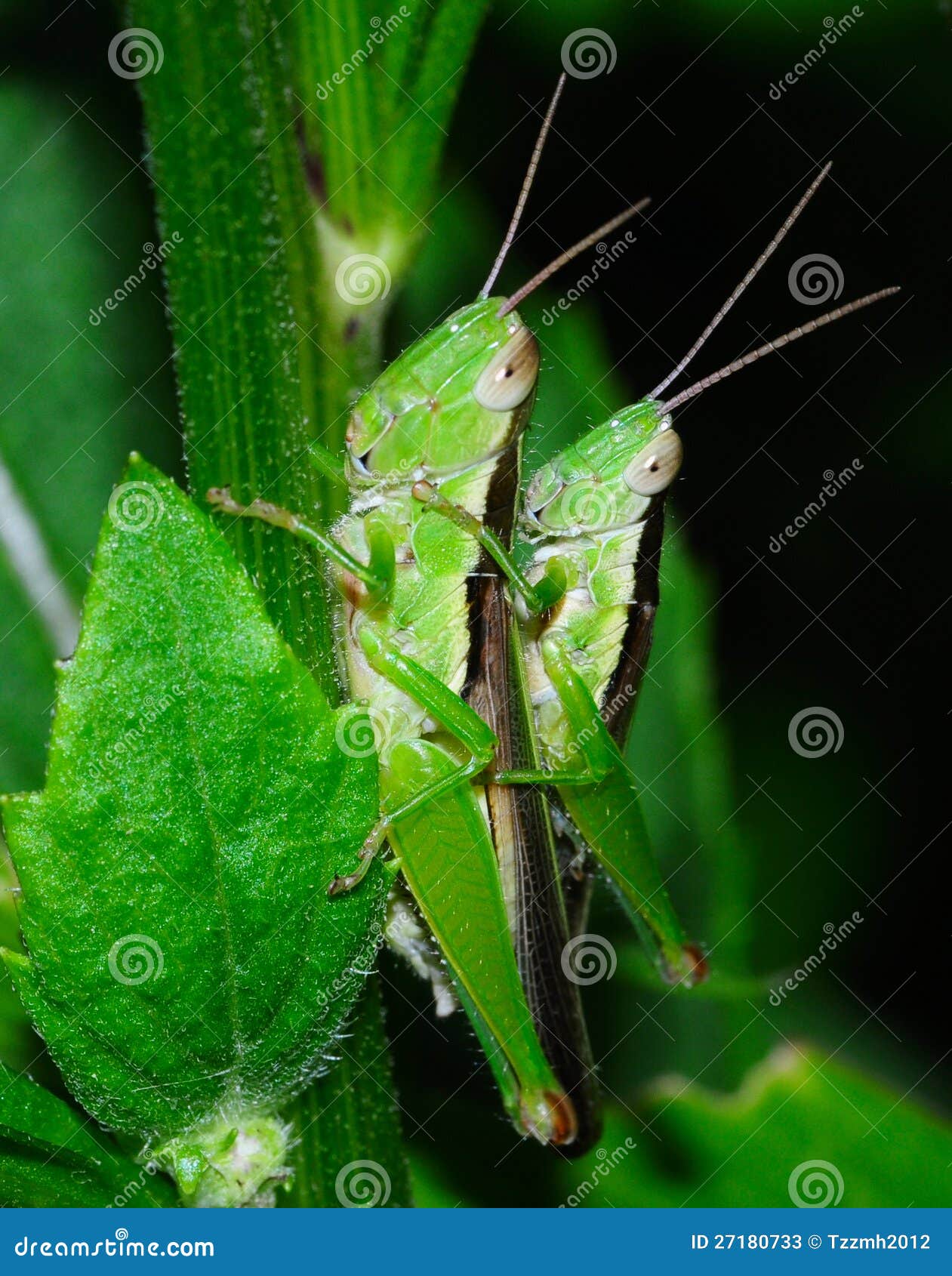 Grasshopper mating stock image. Image of outdoor, macro - 27180733