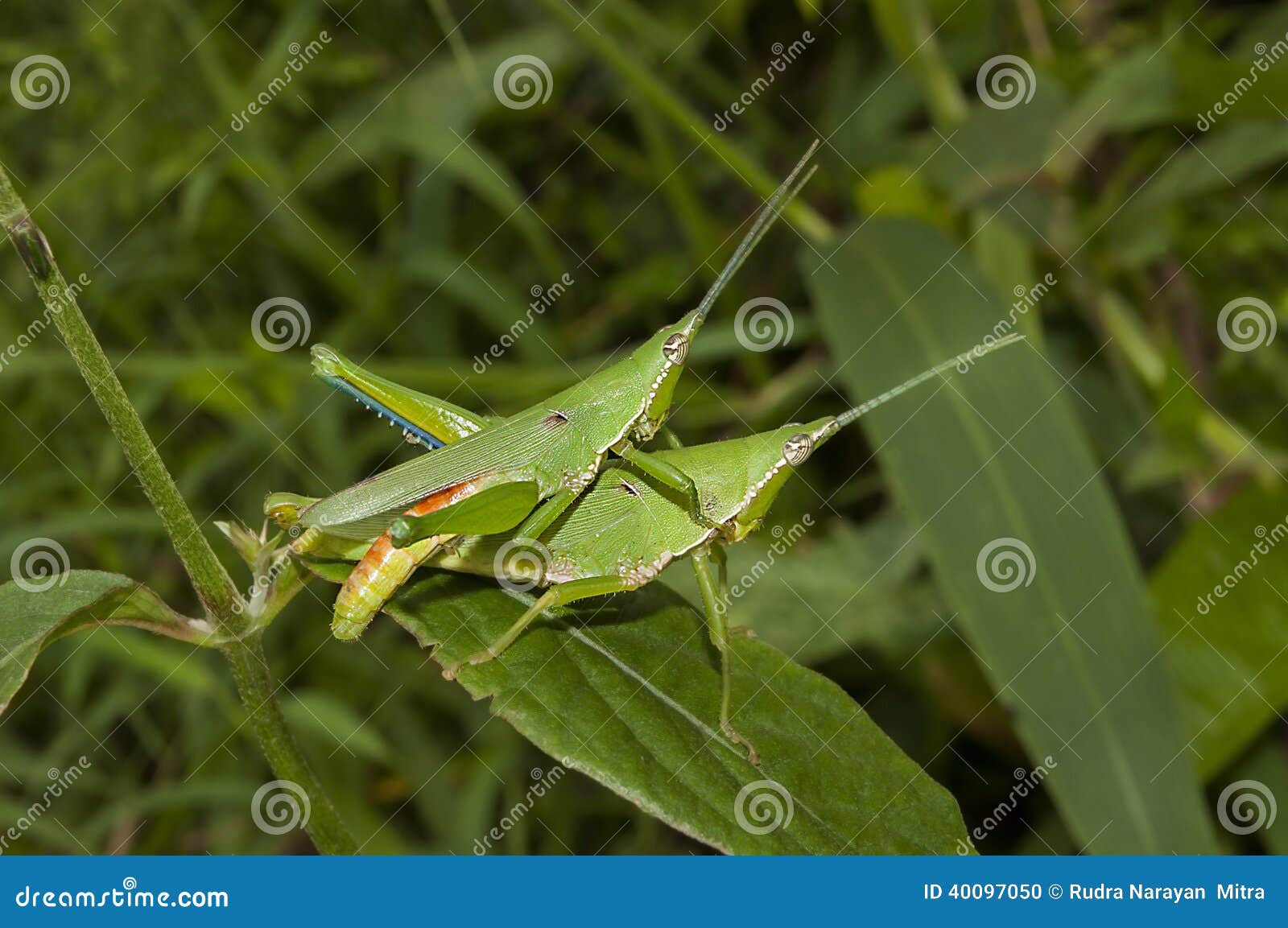 Grasshopper Mating on Grass Leaf Stock Photo - Image of leave, mated ...