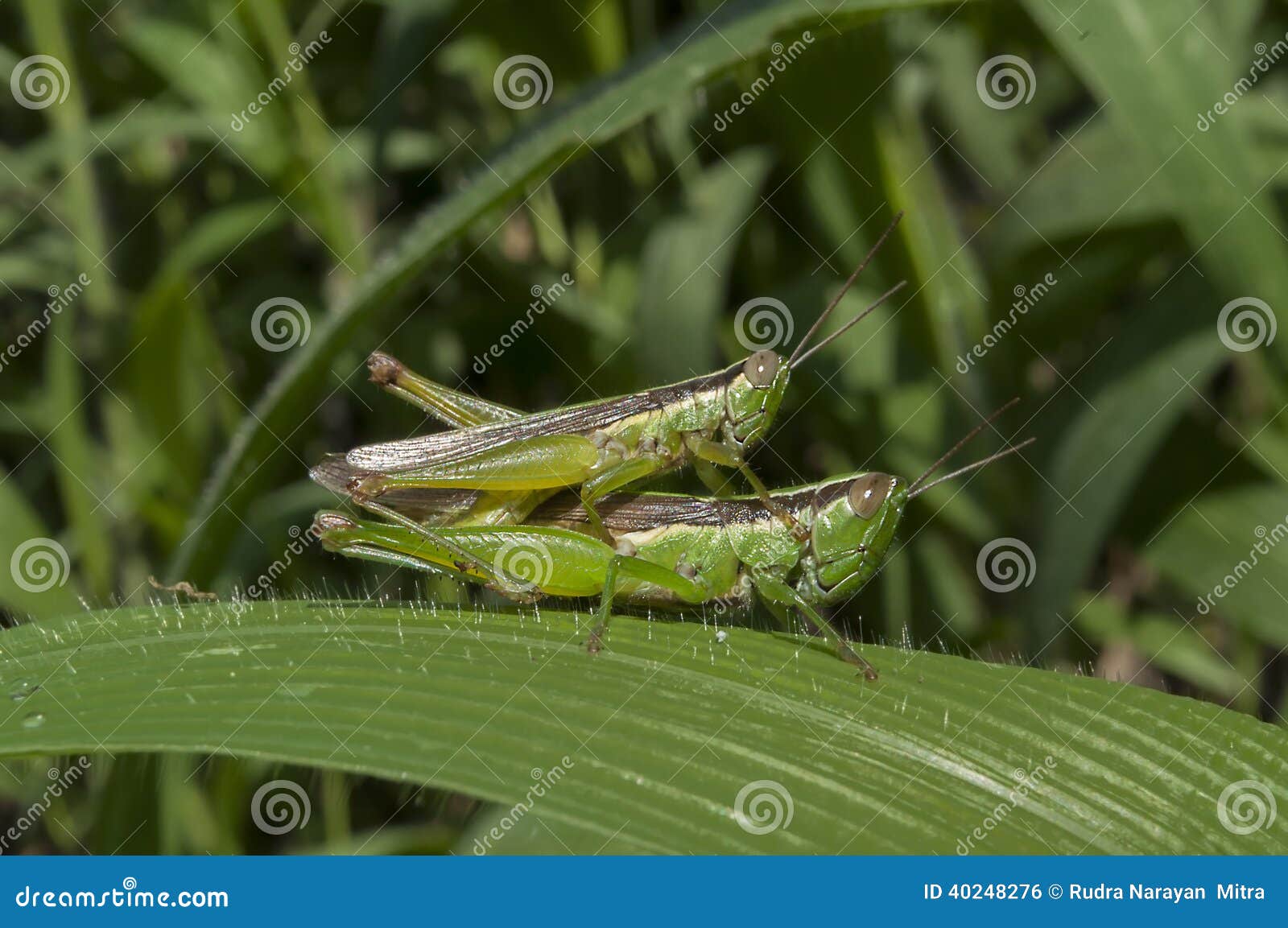 Grasshopper Mating on Grass Leaf Stock Photo - Image of grass, garden ...