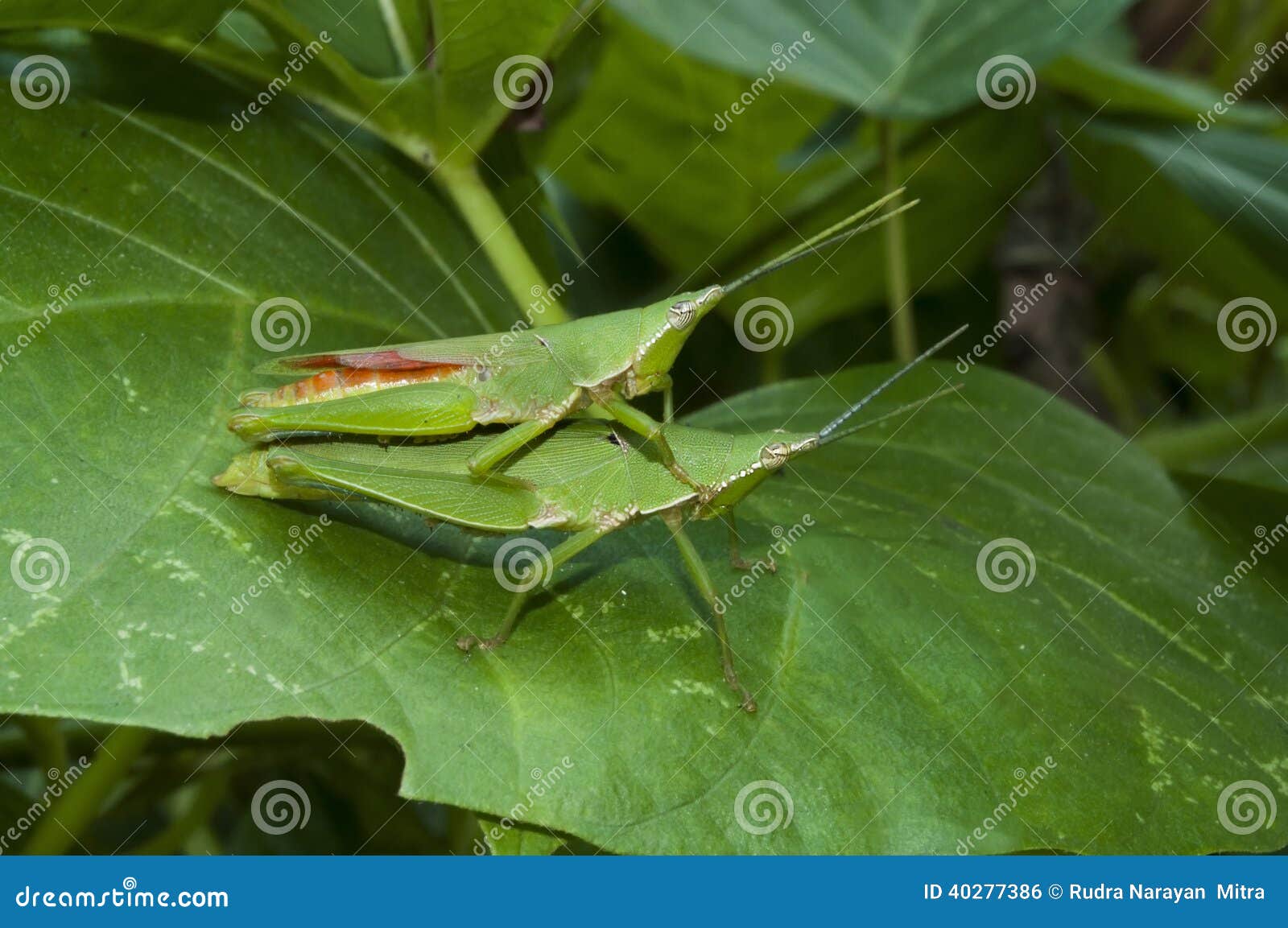 Grasshopper Mating on Grass Leaf Stock Photo - Image of closeup ...