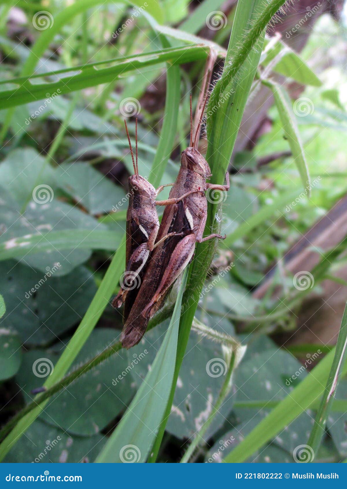 Grasshopper mating stock photo. Image of sitting, weeds - 221802222