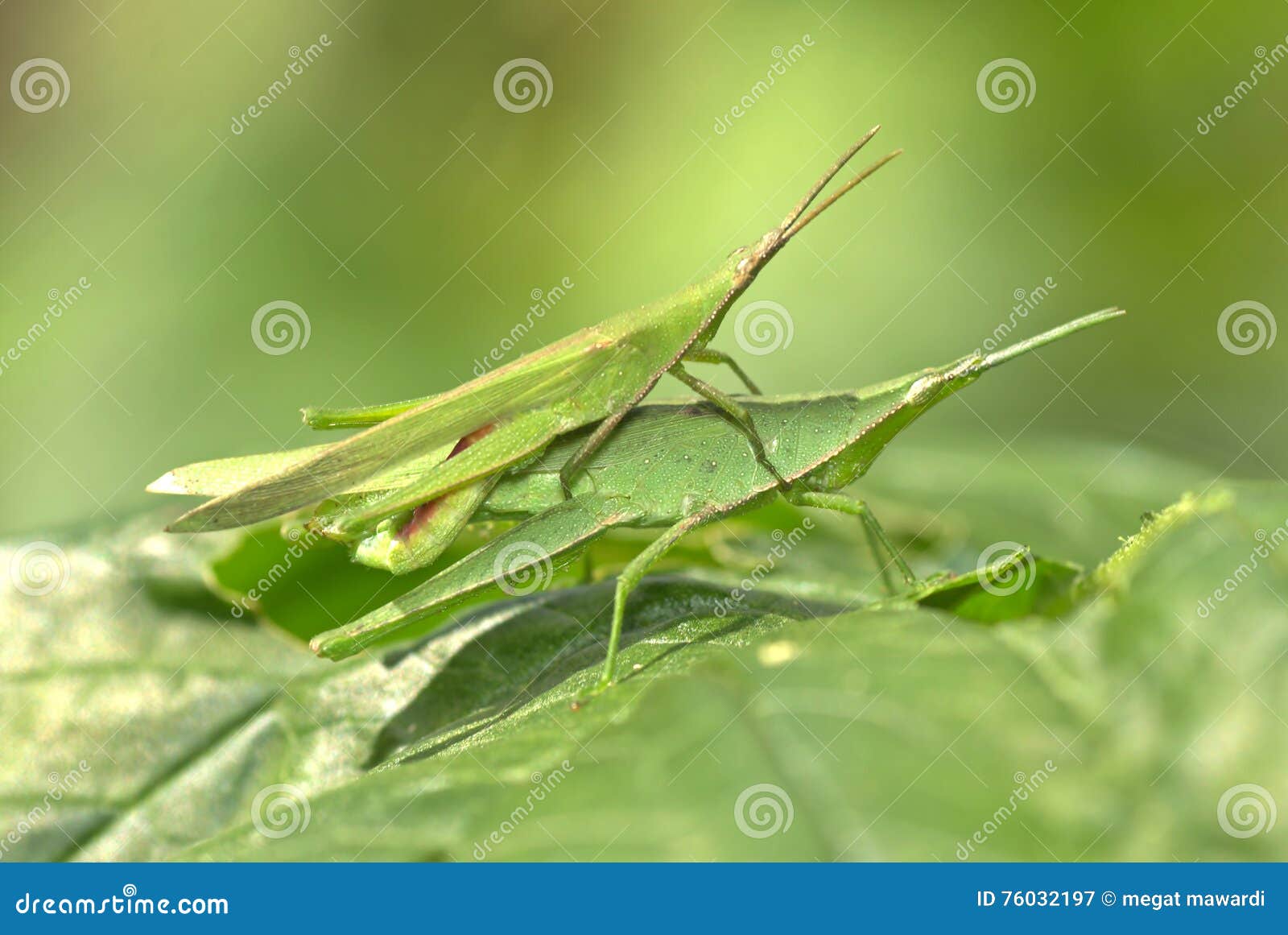 Grasshopper stock image. Image of kedah, location, insect - 76032197