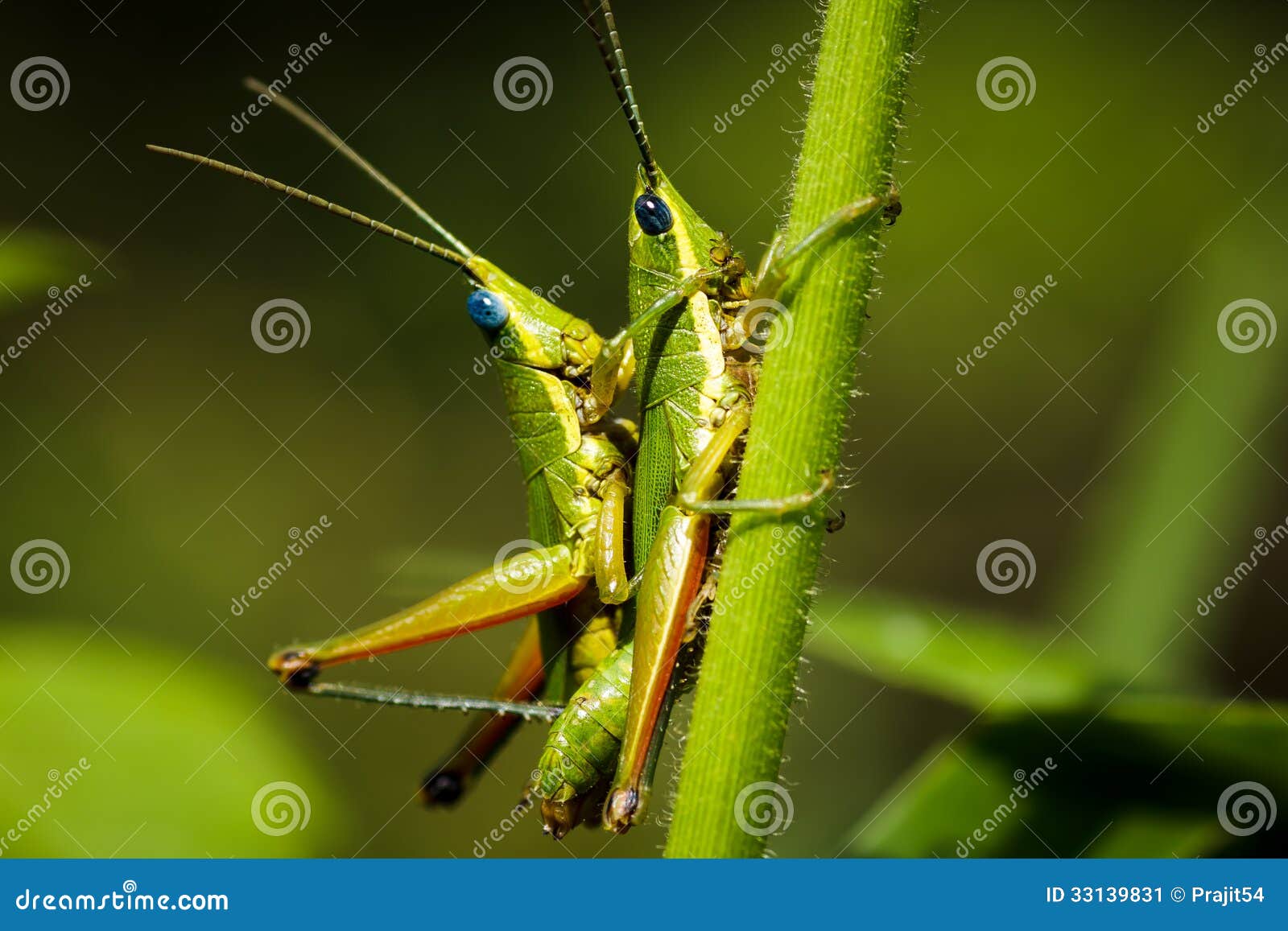 Grasshopper mating stock image. Image of close, nature - 33139831