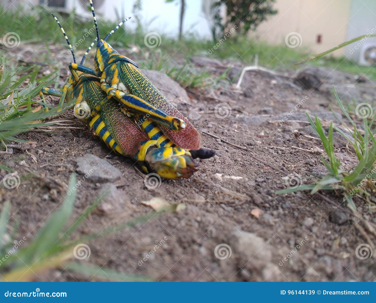 Grasshopper mating stock image. Image of grasshopper - 96144139