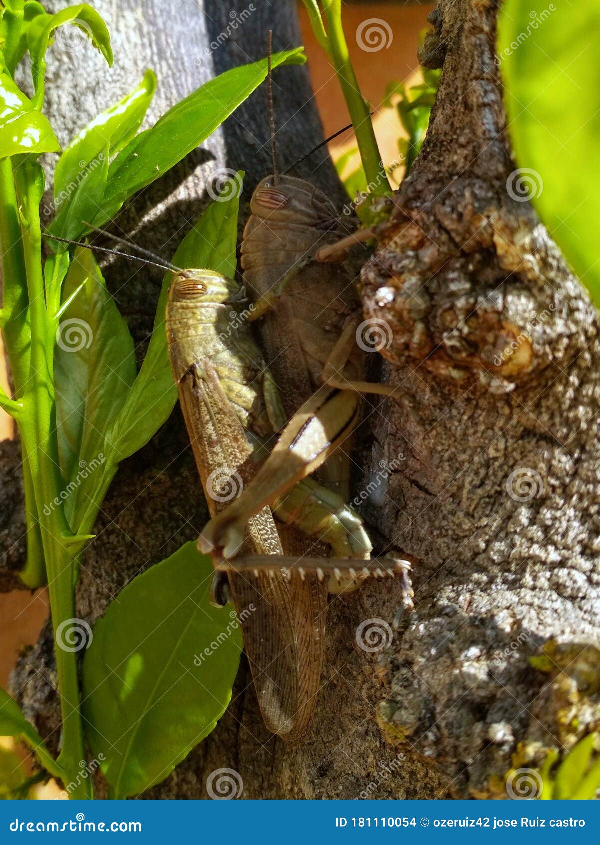 Grasshopper Mating on a Tree Trunk Stock Photo - Image of insect ...