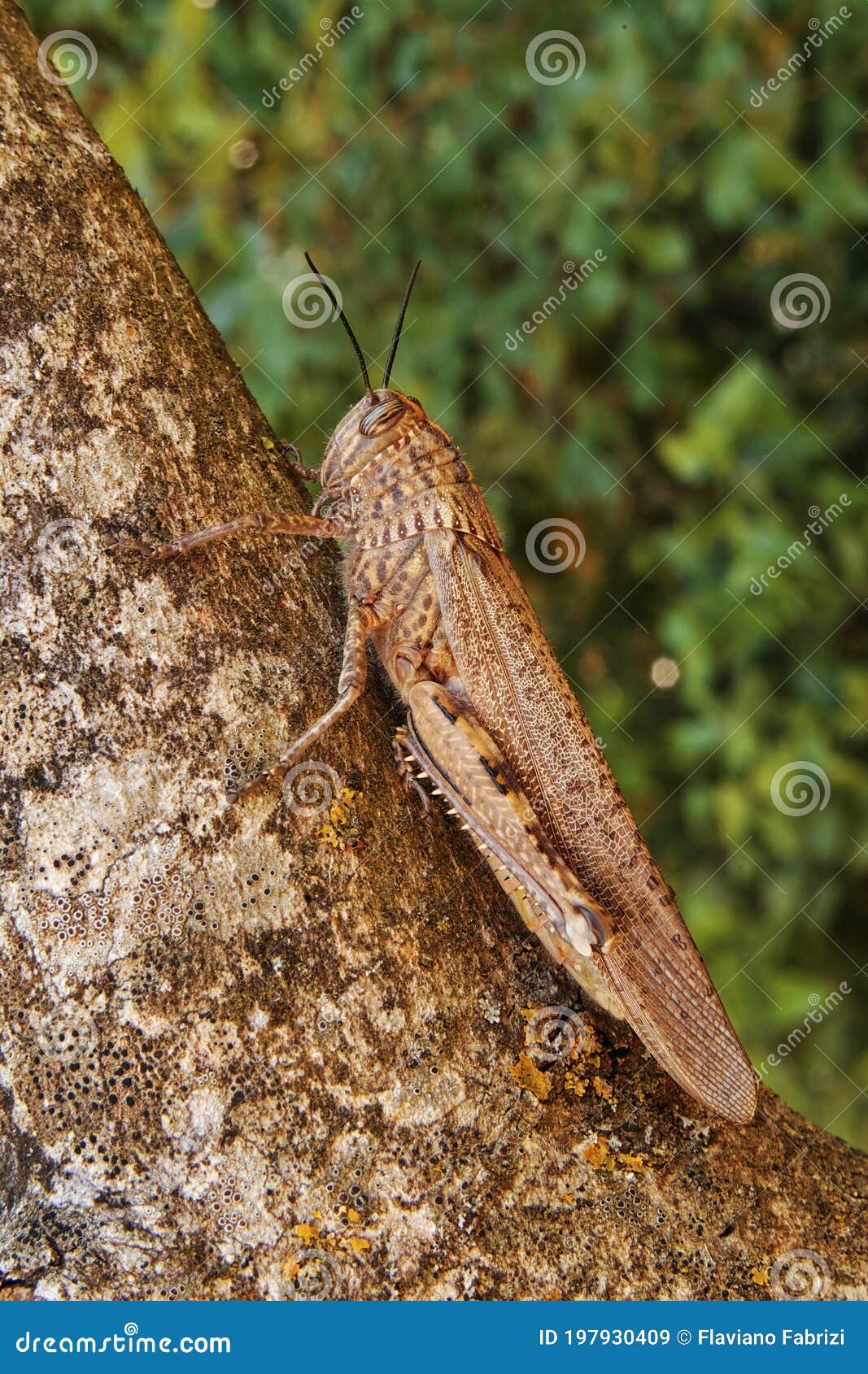 Grasshopper, Migratory Locust Stock Image - Image of migratory, outdoor ...