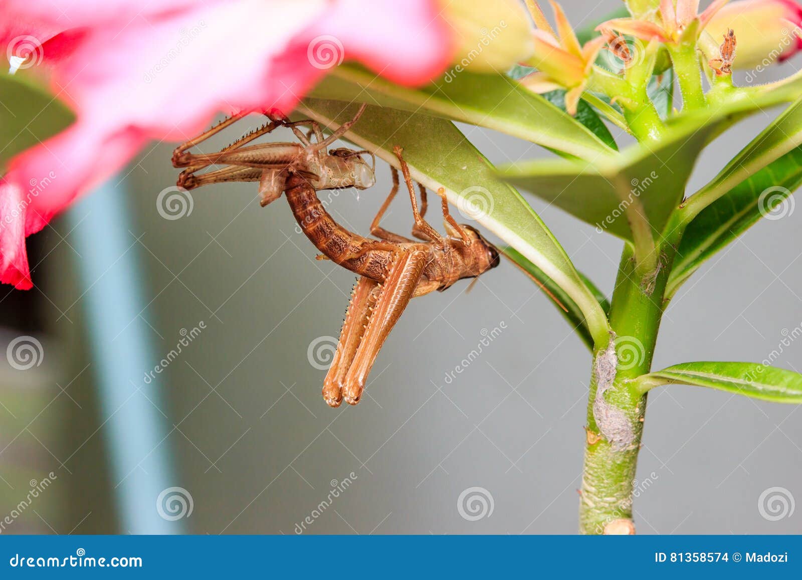 Grasshopper molting stock photo. Image of tropical, wing - 81358574