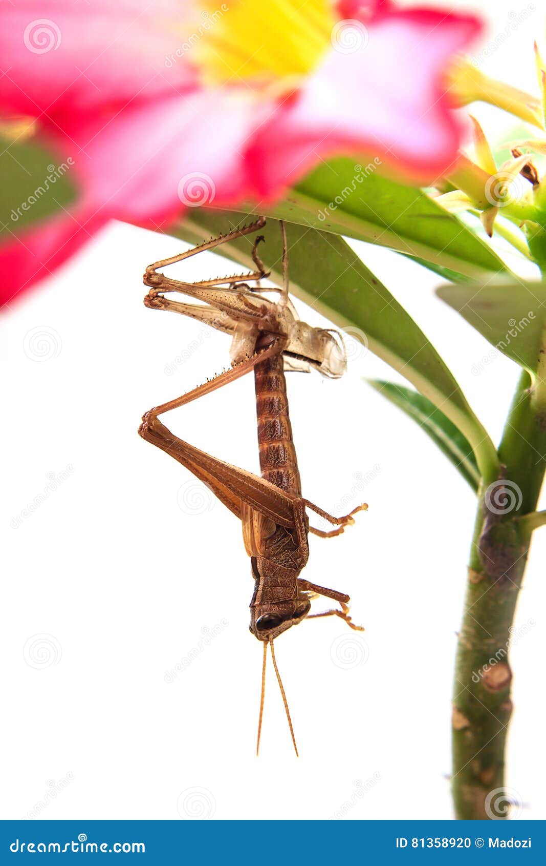 Grasshopper molting stock photo. Image of skin, locust - 81358920