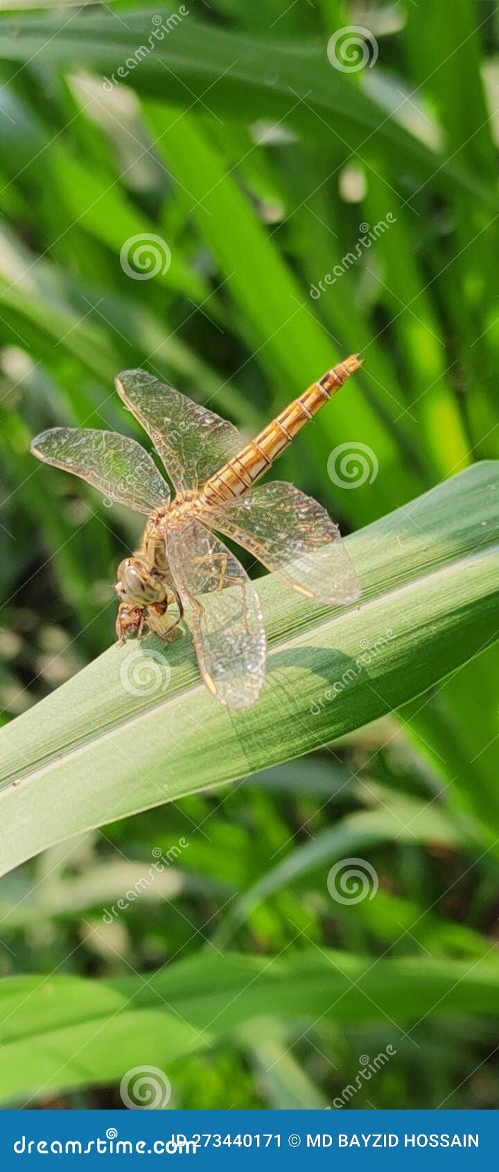Grasshopper natural view stock image. Image of natural - 273440171