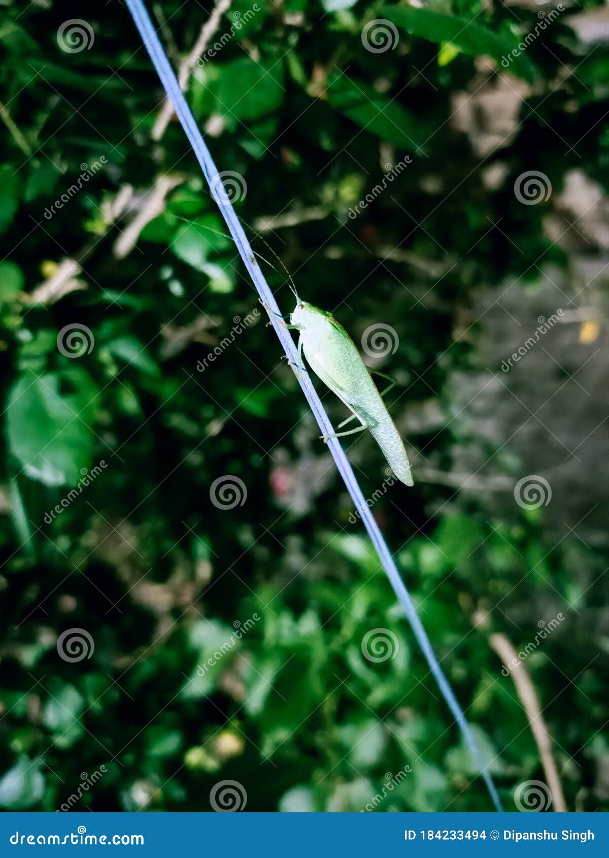 Grasshopper at night stock photo. Image of wildlife - 184233494