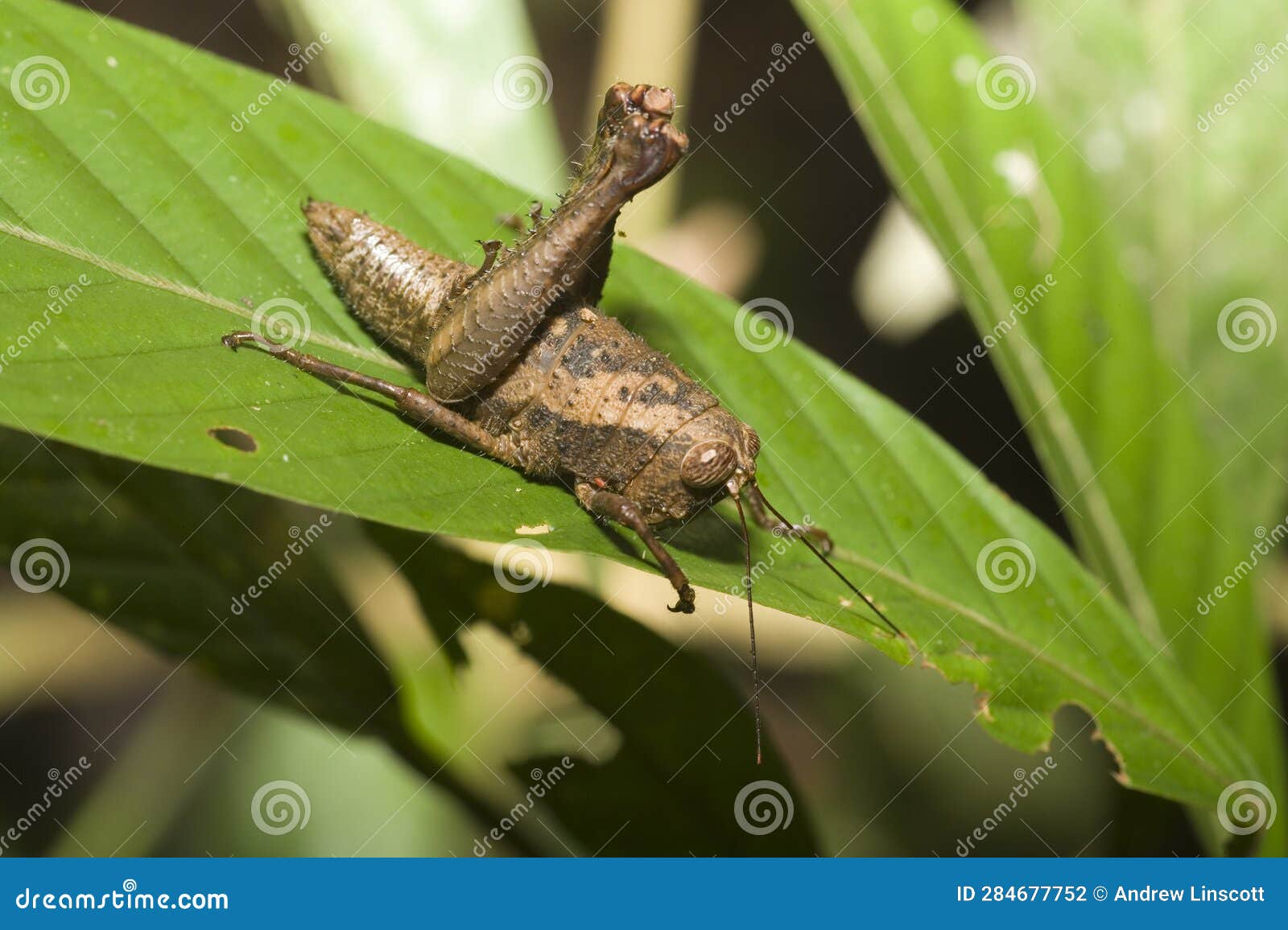 Grasshopper at Night in the Rainforest Stock Photo - Image of ...