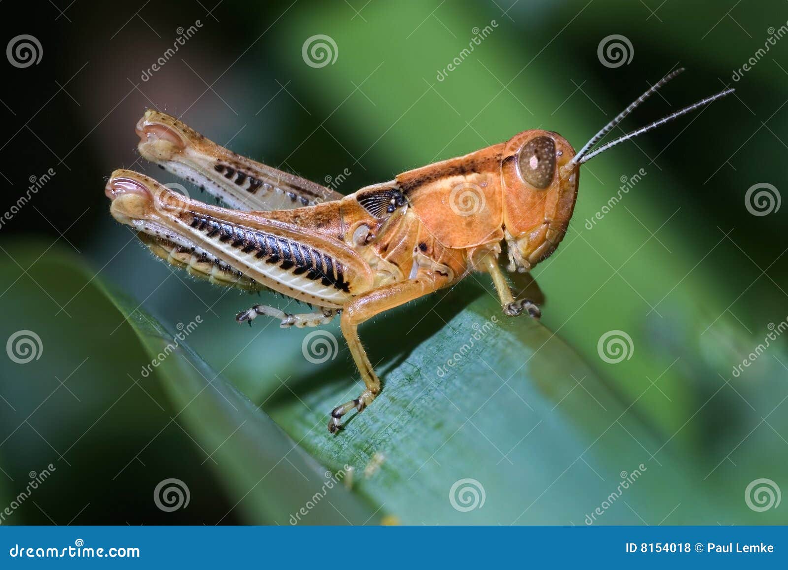 Grasshopper Nymph stock photo. Image of animal, macro - 8154018