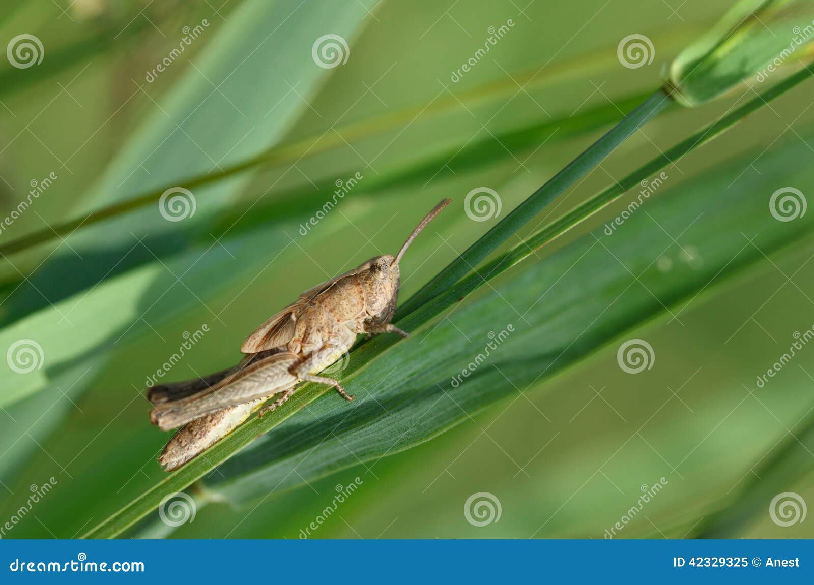 Grasshopper nymph in grass stock image. Image of leaf - 42329325