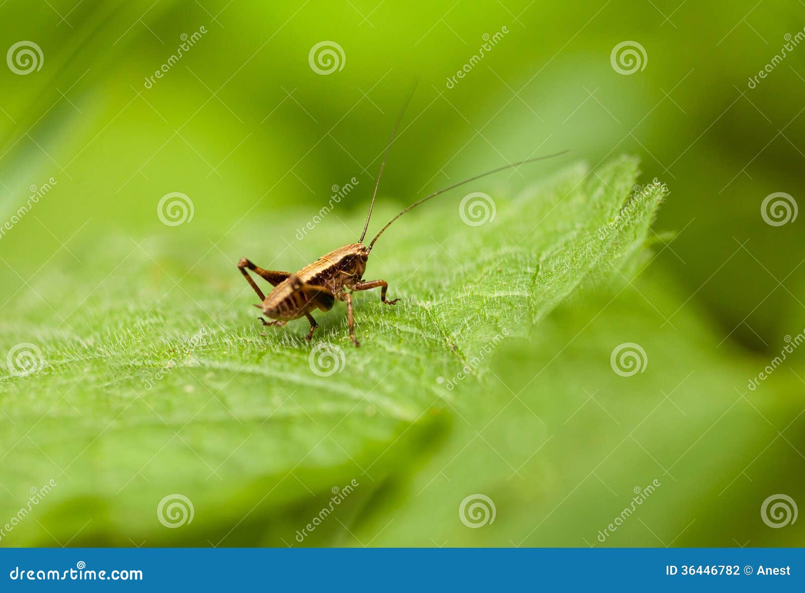Grasshopper nymph on leaf stock photo. Image of resting - 36446782