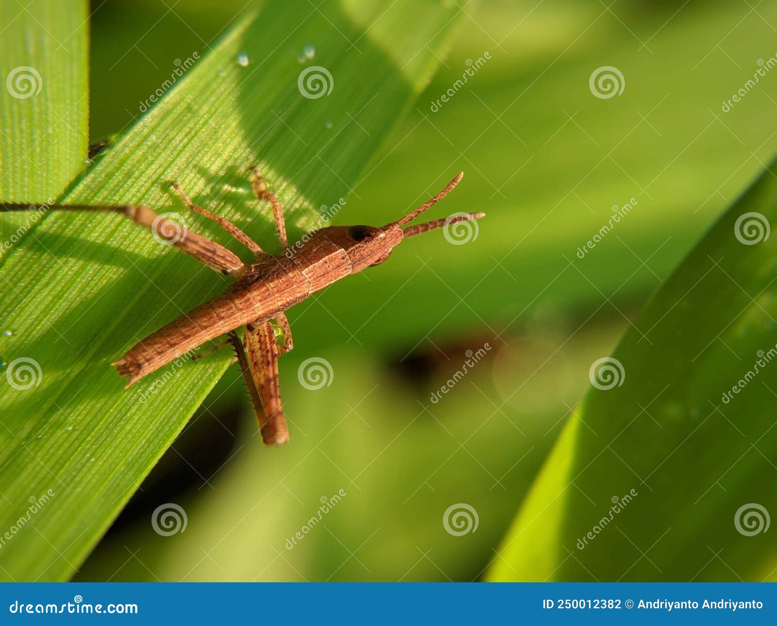 The Grasshopper Nymph Oxya is Perching on the Leaves, this Insect is ...
