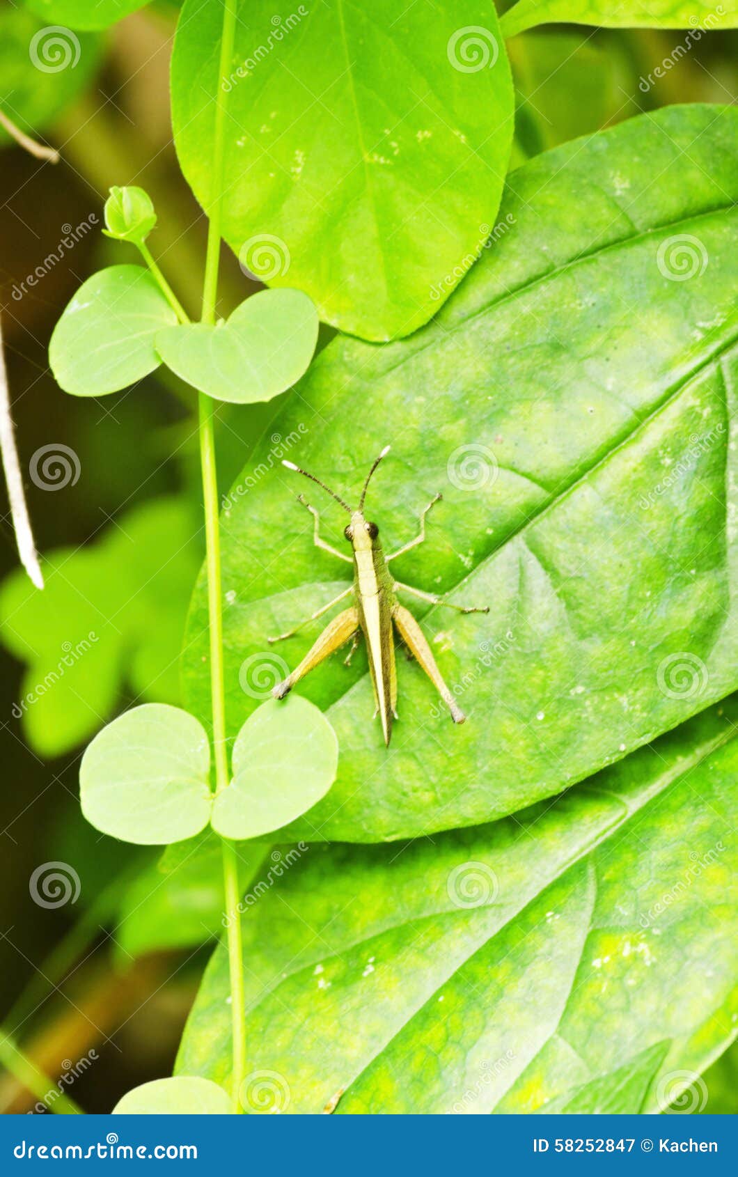Grasshopper one stock image. Image of antenna, outdoors - 58252847