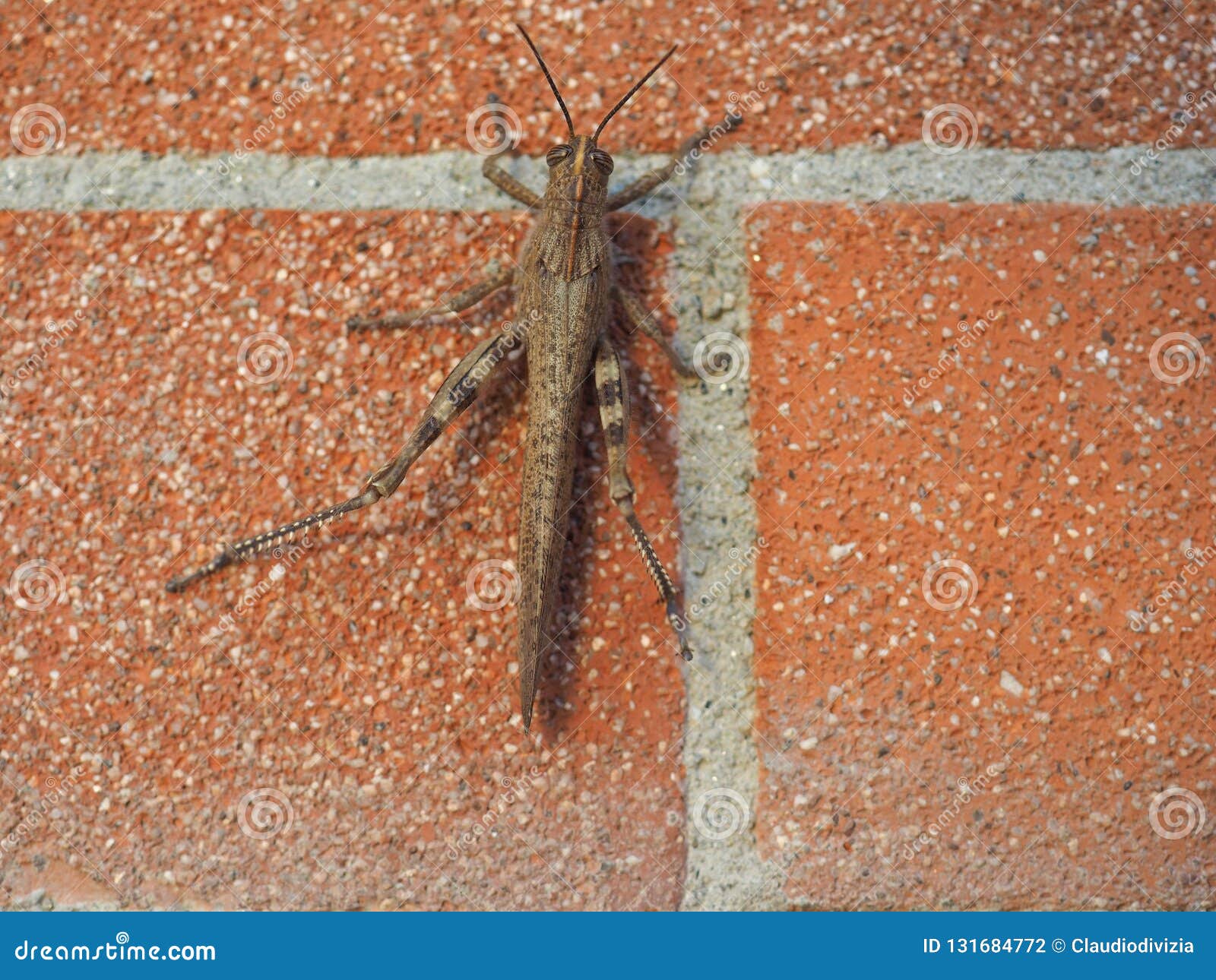 Grasshopper Orthoptera Caelifera Stock Photo - Image of arthropods ...