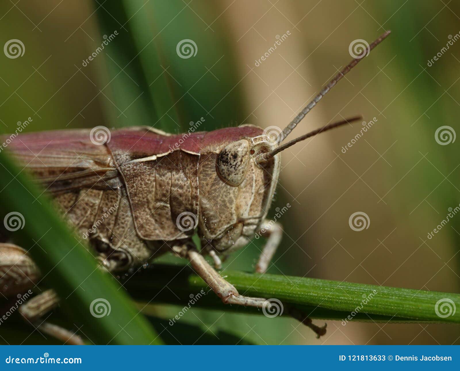 Grasshopper Orthoptera in Its Habitat Stock Image - Image of insect ...