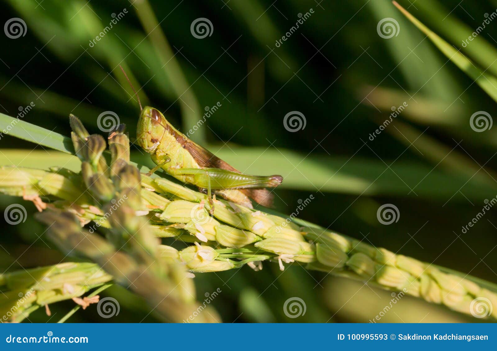 Grasshopper stock image. Image of plants, food, farm - 100995593