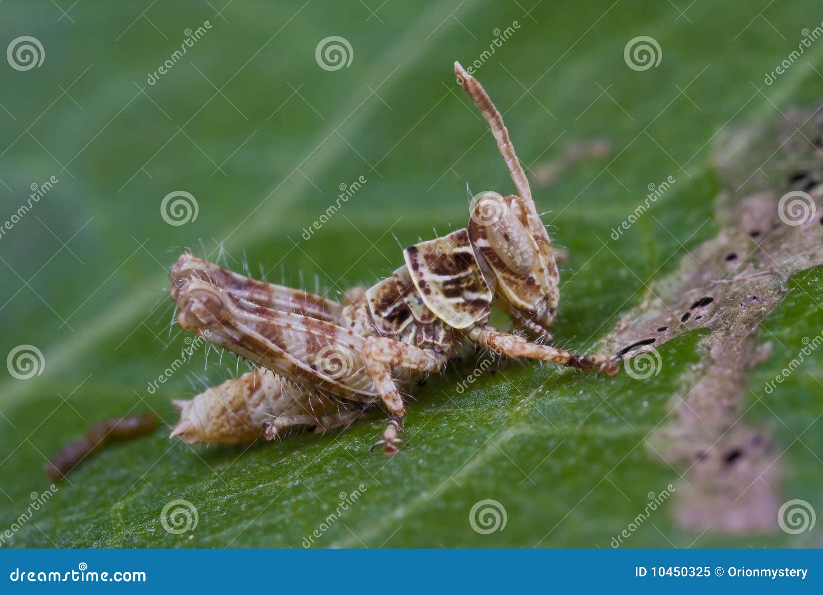 Grasshopper passing motion stock image. Image of garden - 10450325