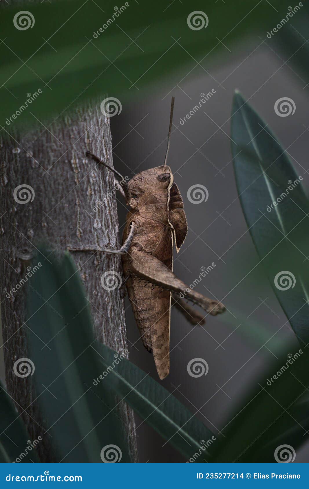 Grasshopper with Patterns on the Body. Stock Photo - Image of hiding ...