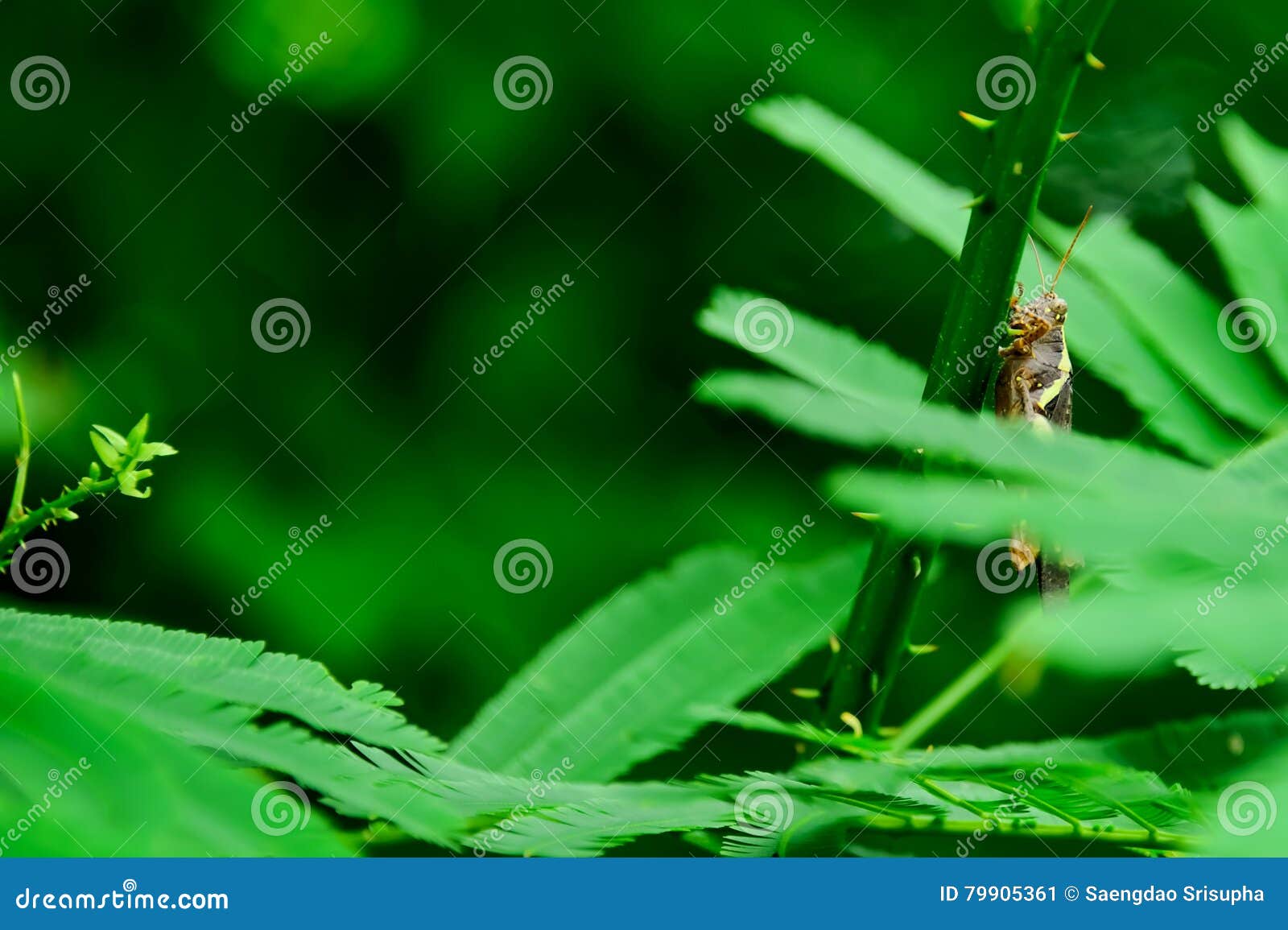 Grasshopper stock image. Image of grain, locusts, harvest - 79905361