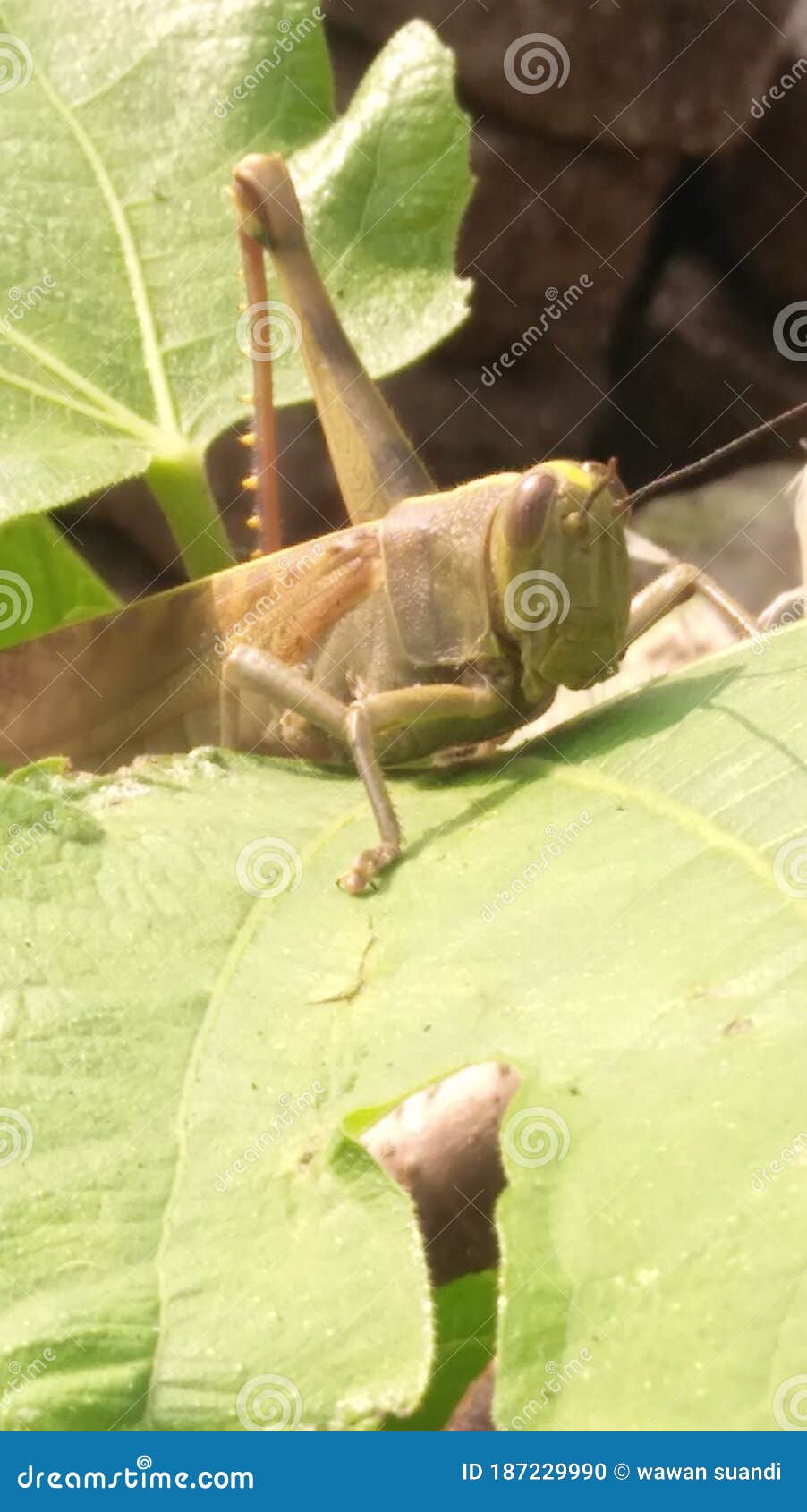A Grasshopper Perched on a Plant with Casually Eating a Leaf Stock ...