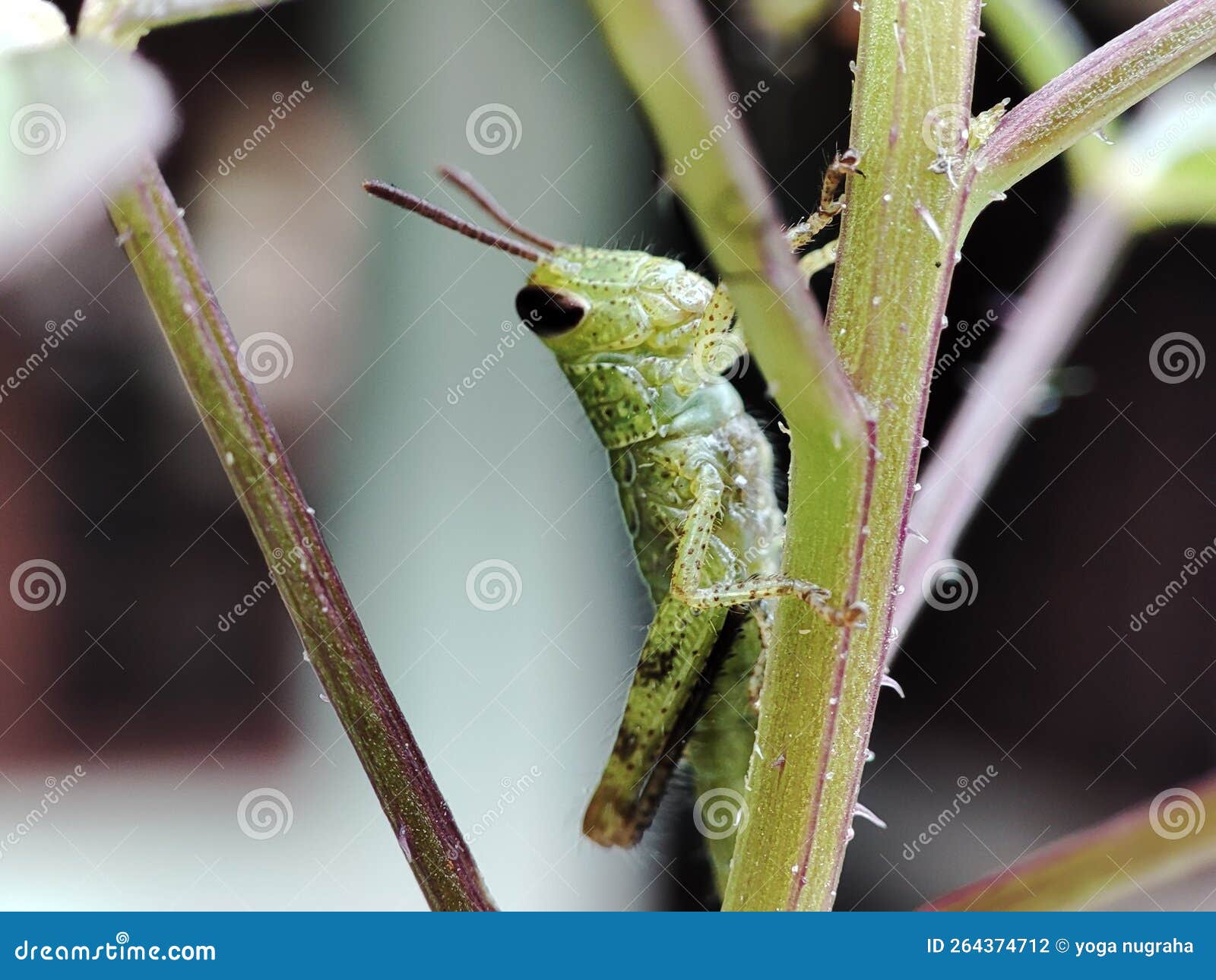 A Grasshopper Perched on a Tree Trunk Stock Photo - Image of amphibian ...