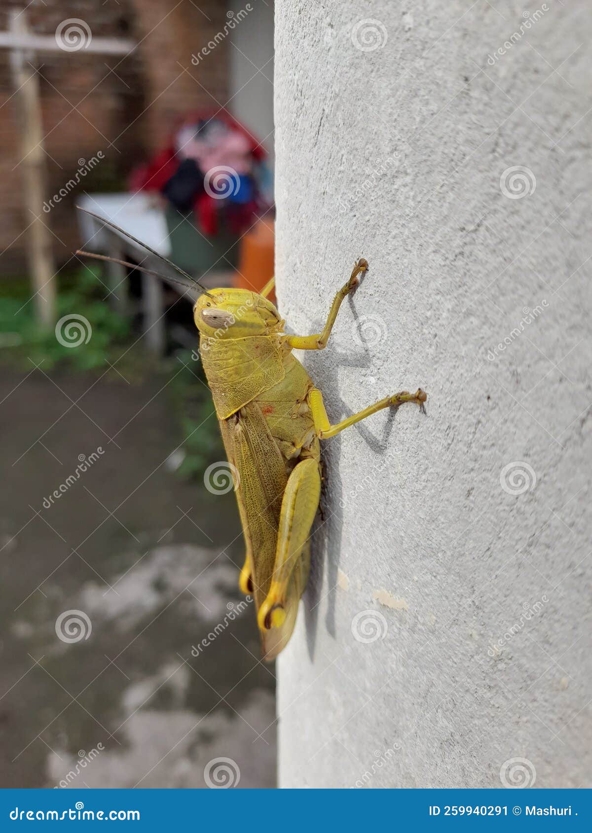 The Grasshopper is Perched on the Wall Stock Image - Image of natural ...
