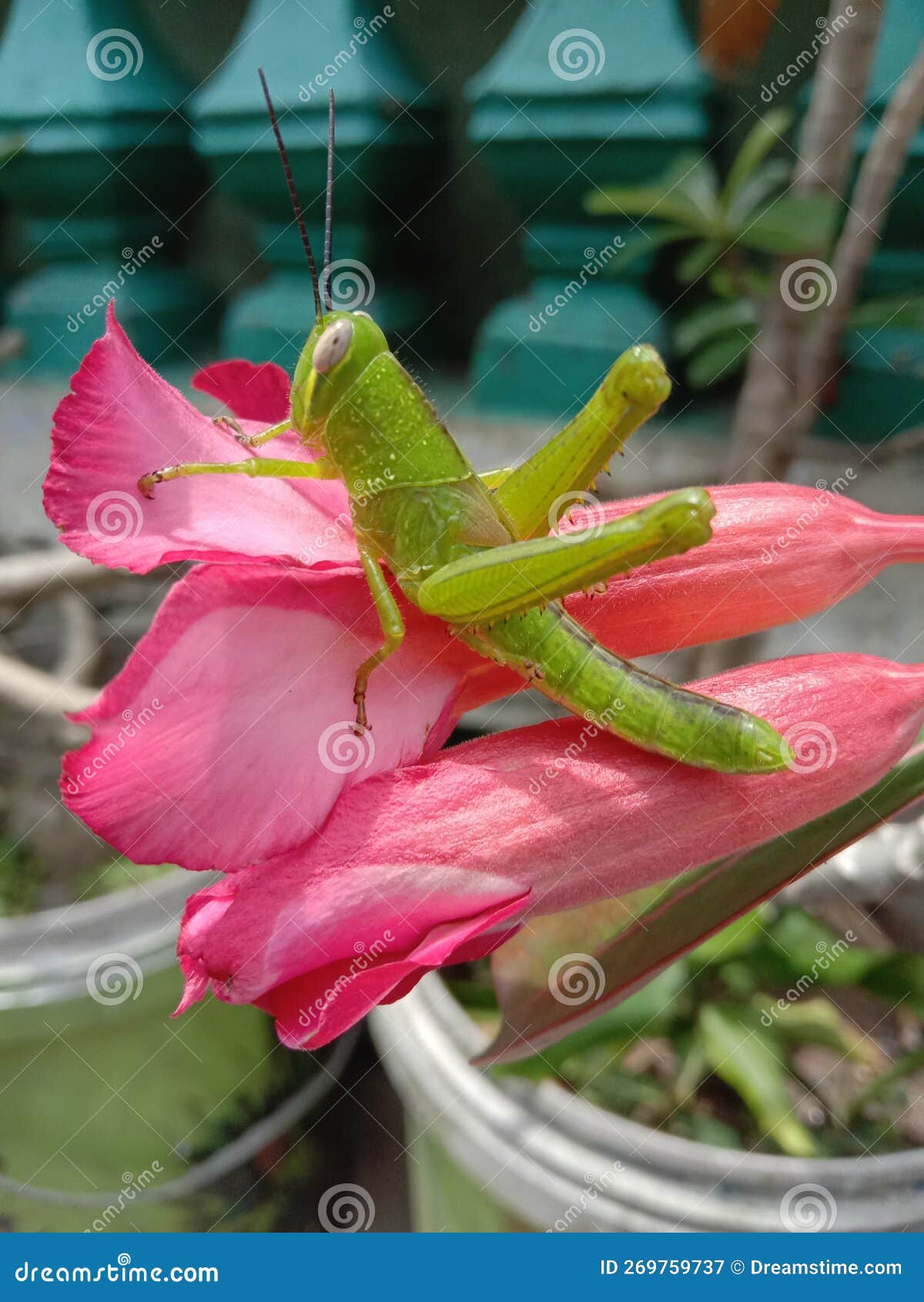 A Grasshopper Perches on a Pink Flower Stock Image - Image of branch ...