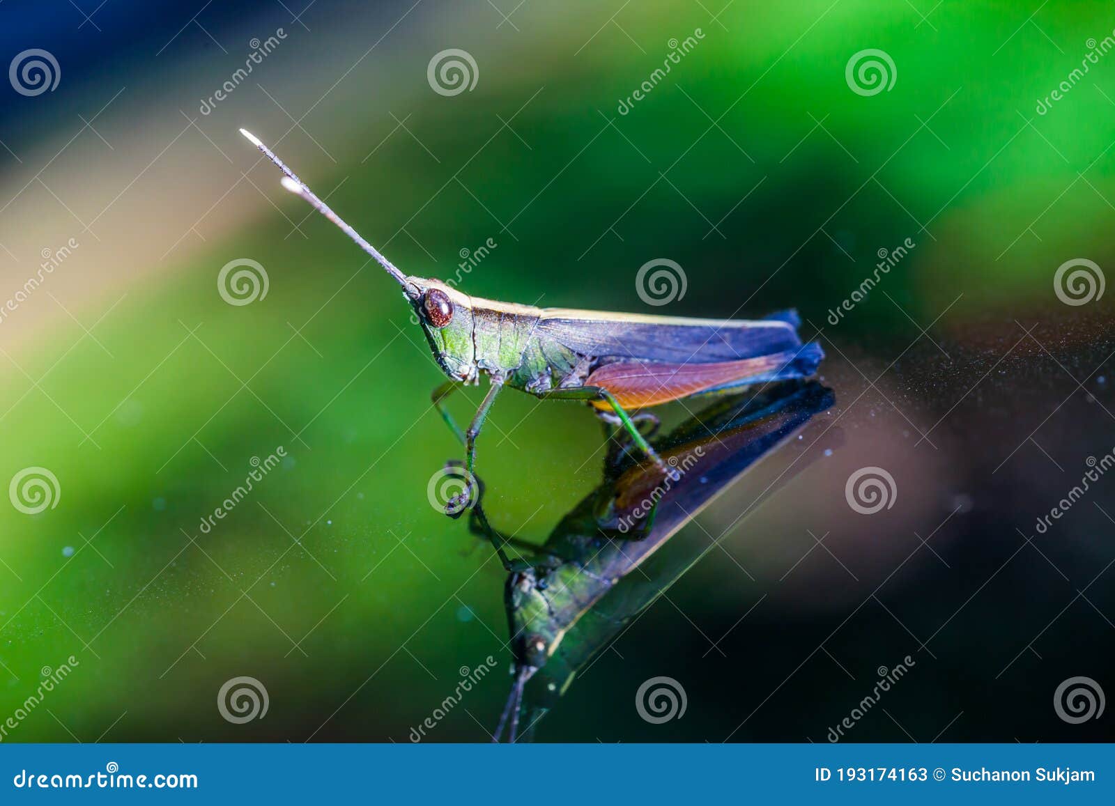 Grasshopper Perching on a Mirror Stock Image - Image of fresh ...