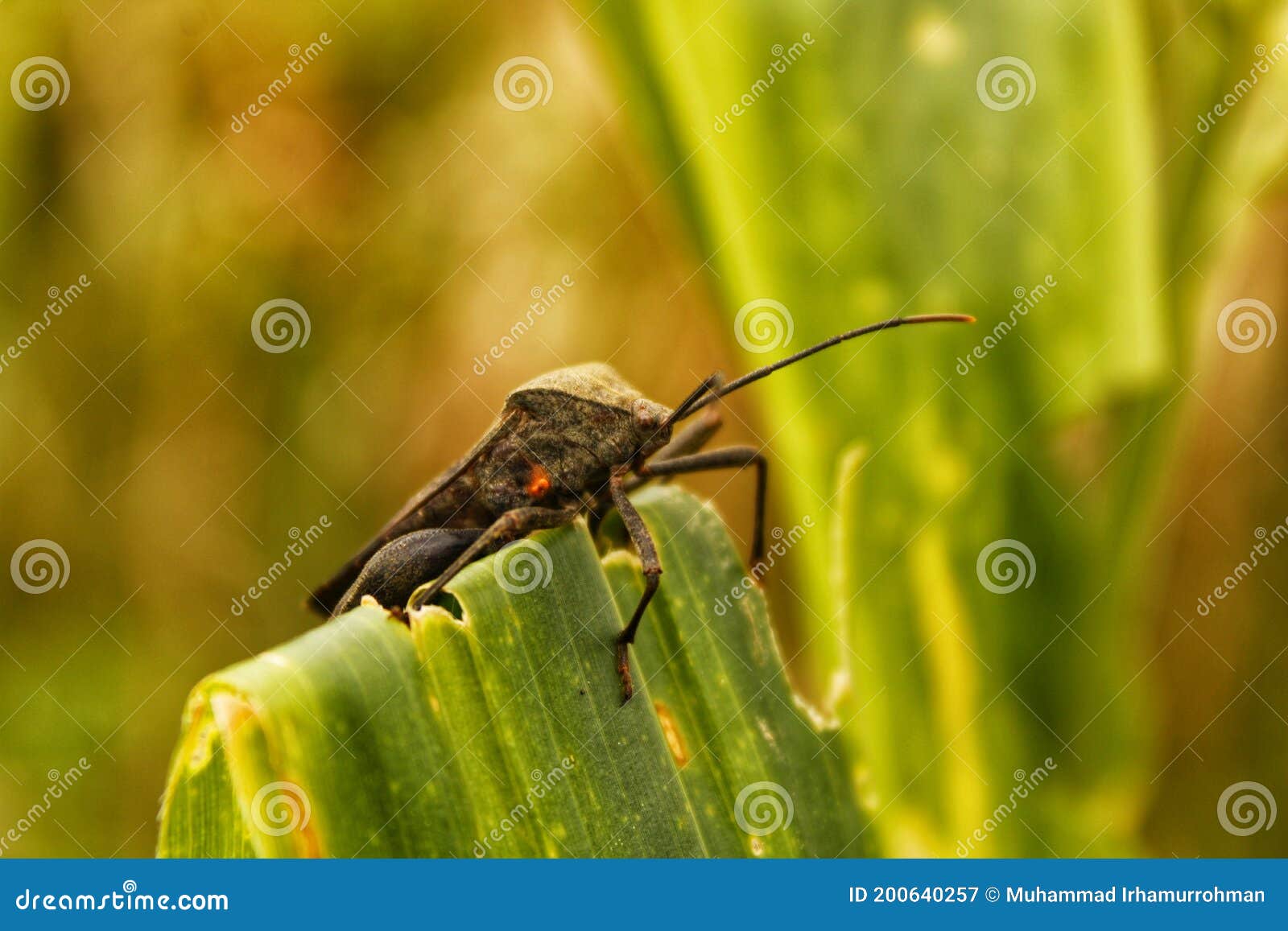 Grasshopper Pests On Teak Leaves Royalty-Free Stock Photography ...